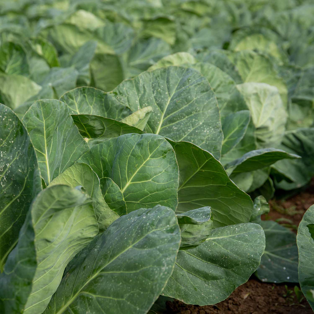 Cabbage Seeds 'Duncan F1' | Buy Cabbage Seeds Online | Cabbage Seeds ...