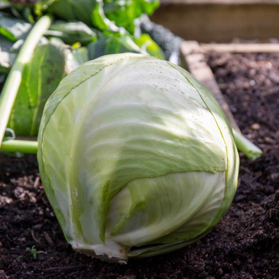 Cabbage Seeds 'Primo 2' | Buy Cabbage Seeds Online | Cabbage Seeds for ...