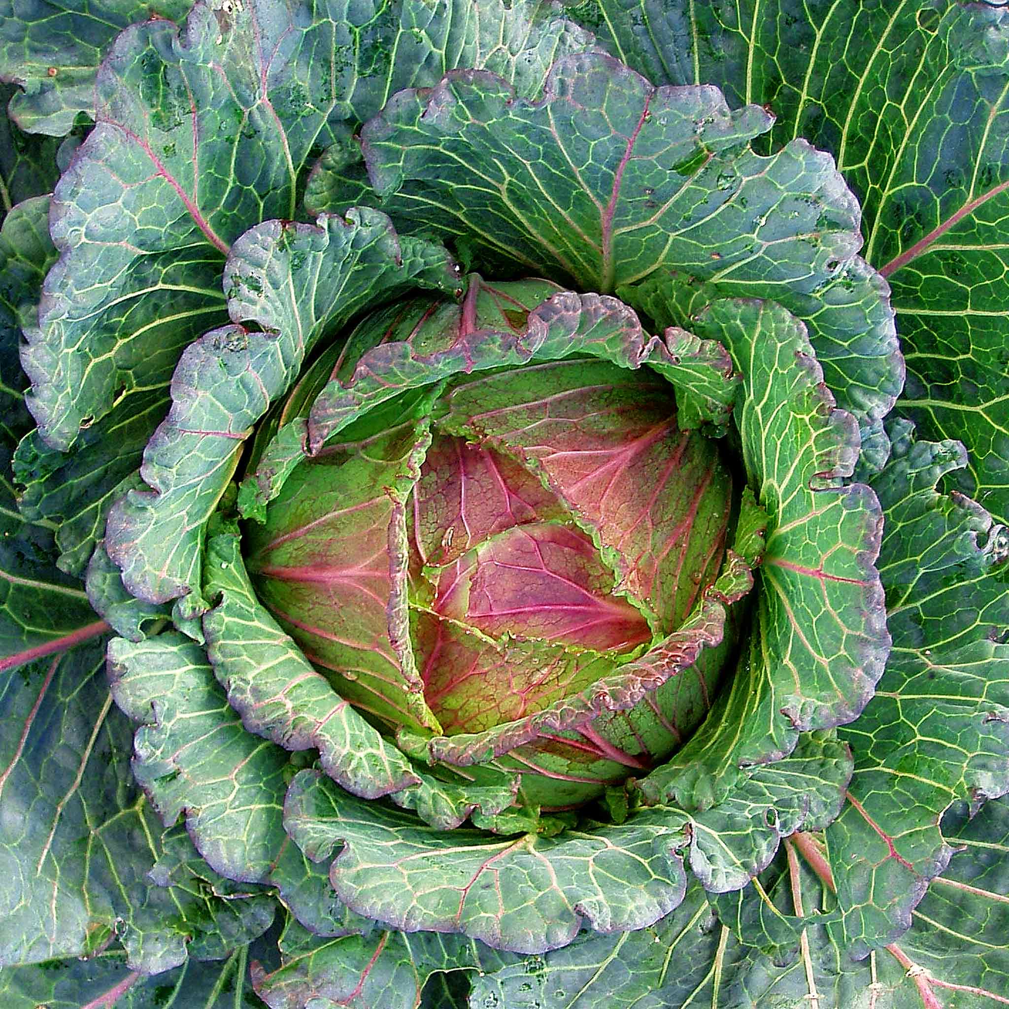 Cabbage Seeds 'Marabel' F1 | Marshalls Garden