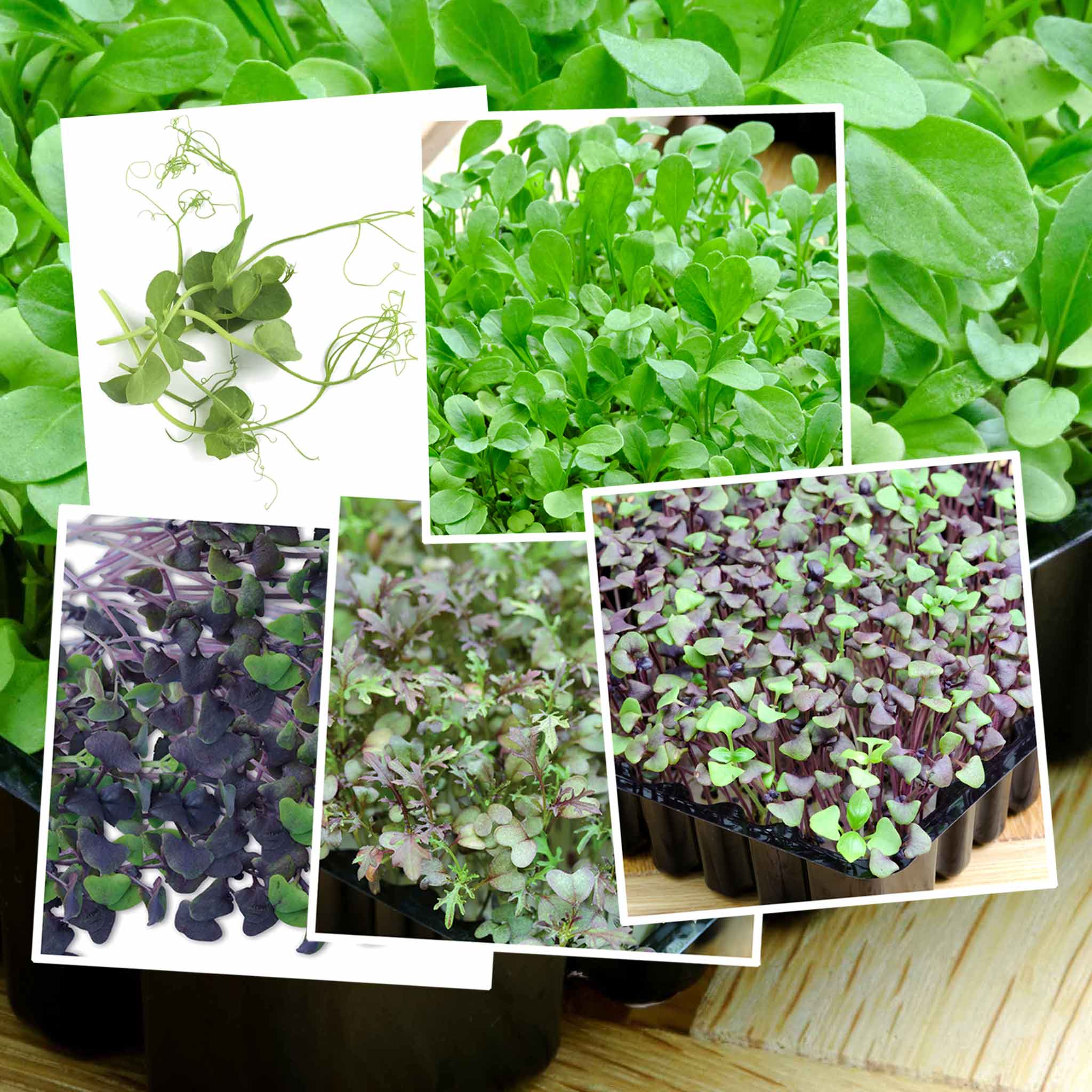 Micro Leaf Seeds Collection | Marshalls Garden