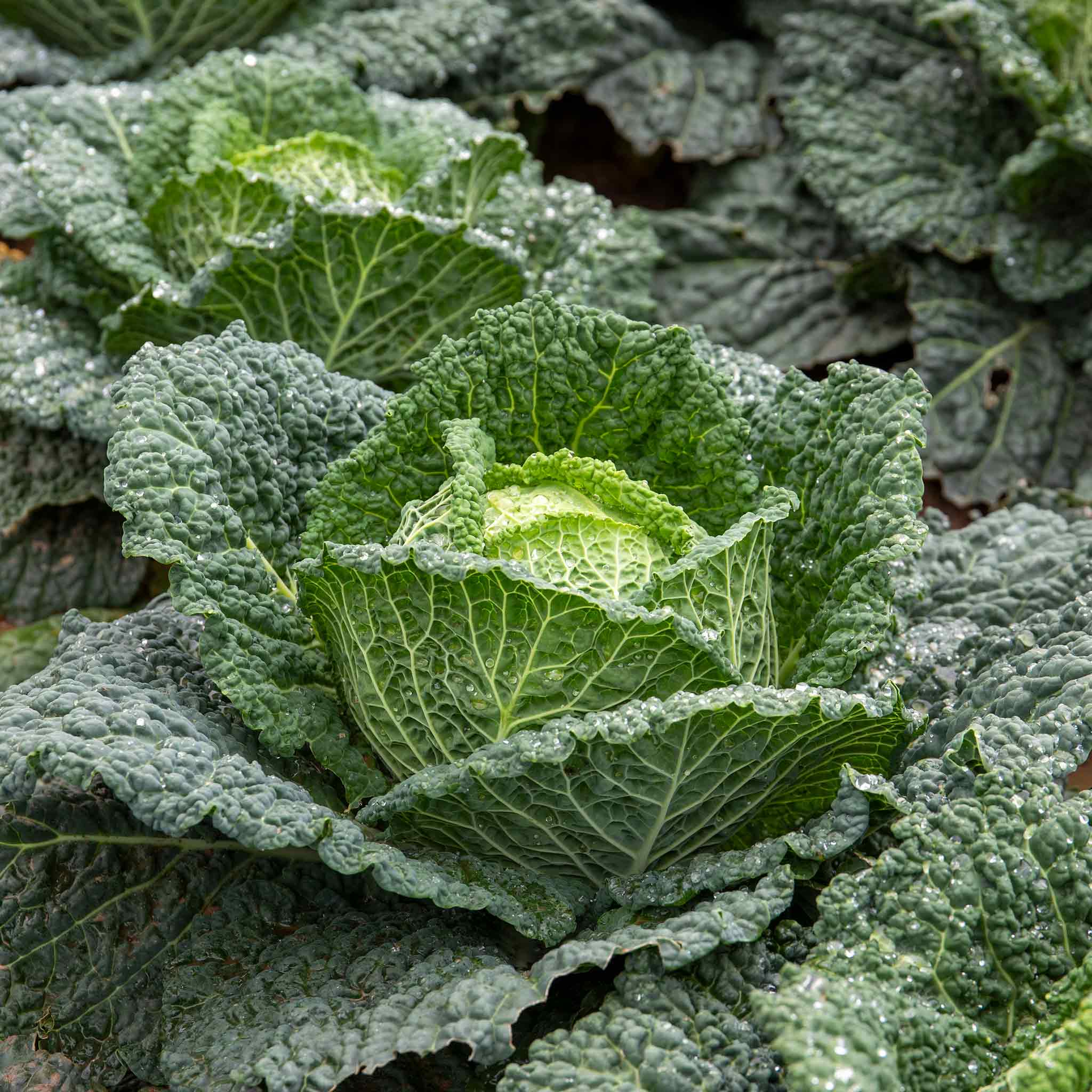 Cabbage Plant 'Tundra' | Marshalls Garden