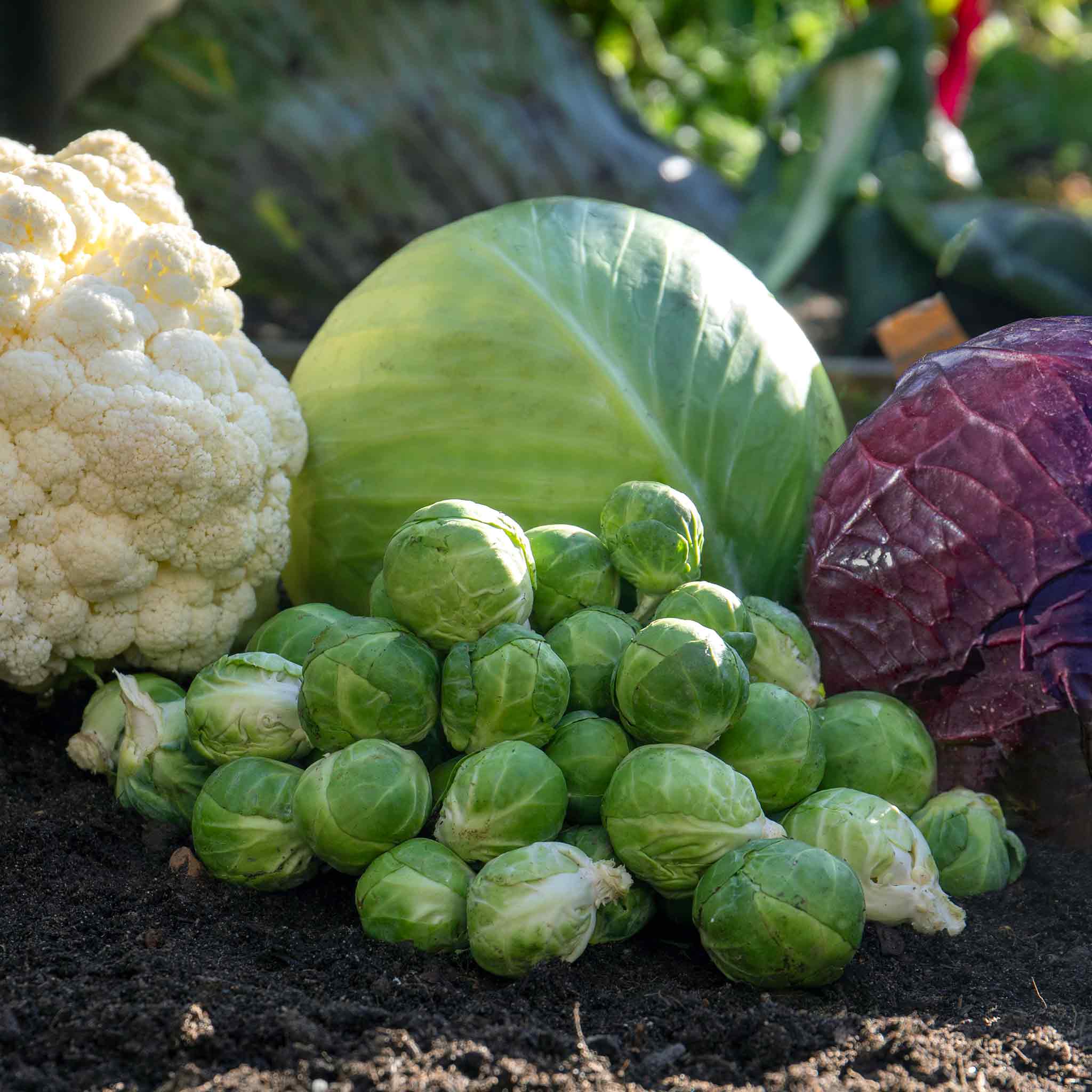 Brassica Seeds 'Club Root Resistant' Collection | Marshalls Garden