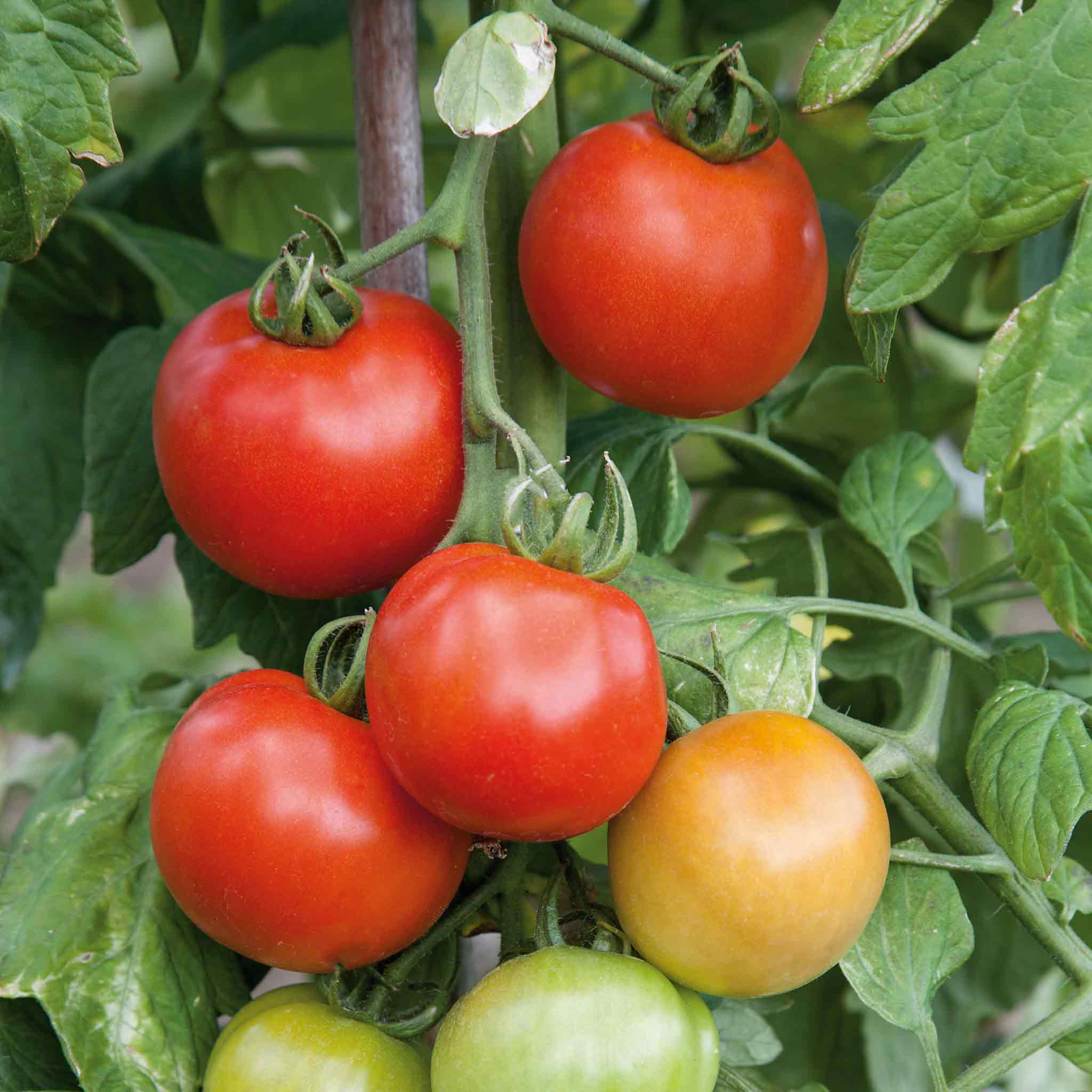 Tomato Seeds 'Premio' F1 | Marshalls Garden