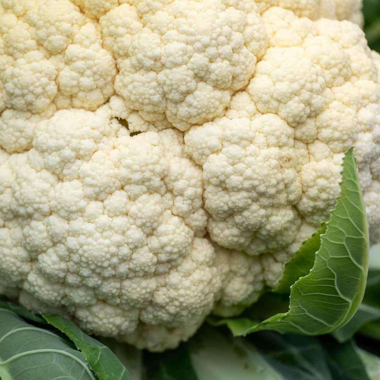 Cauliflower Seeds 'Tirza' | Buy Cauliflower Seeds Online | Cauliflower ...