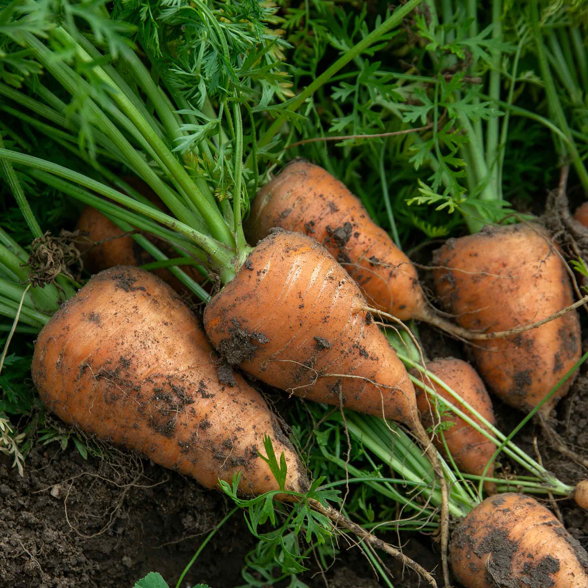 Carrot Seeds 'Chantenay Red Cored 2' | Buy Carrot Seeds Online | Carrot ...
