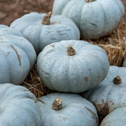 Pumpkin Seeds 'Crown Prince' | Buy Pumpkin Seeds Online | Pumpkin Seeds ...