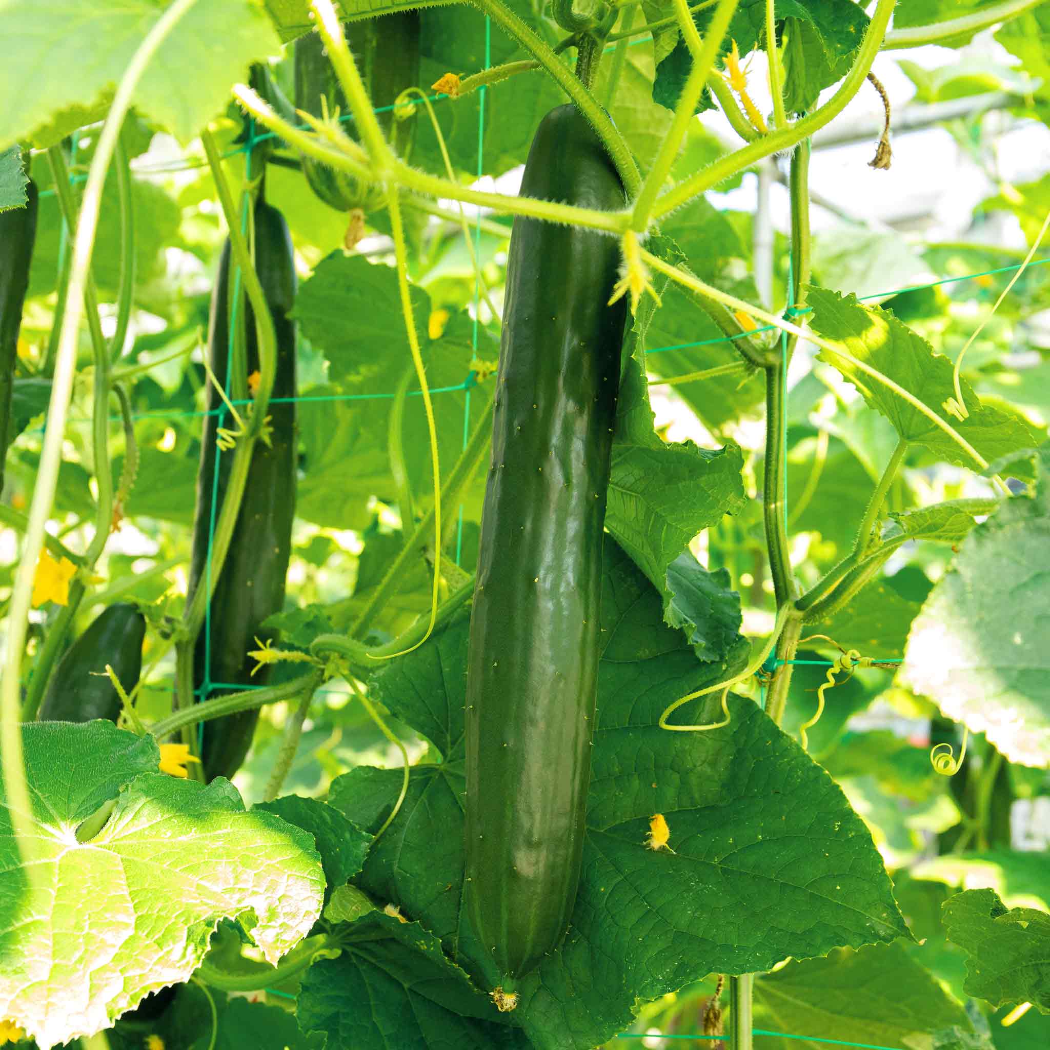 Cucumber Seeds 'Tasty King' | Marshalls Garden