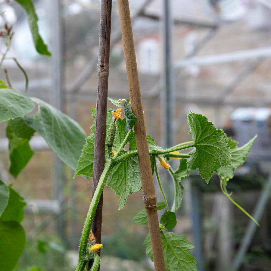 Cucumber 'Marketmore'- 3 Super Plugs | Buy Cucumber Plants Online ...