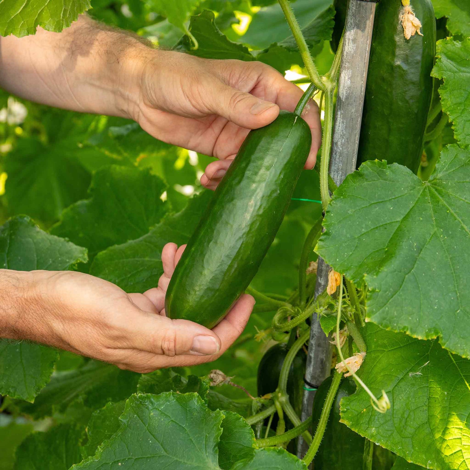 Cucumber Seeds 'Mini Munch' F1 | Buy Cucumber Seeds Online | Cucumber ...