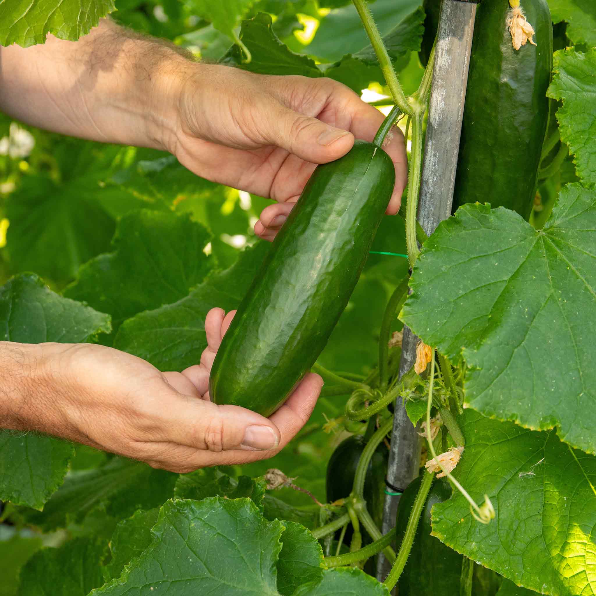 Cucumber Plant 'Mini Munch' | Marshalls Garden