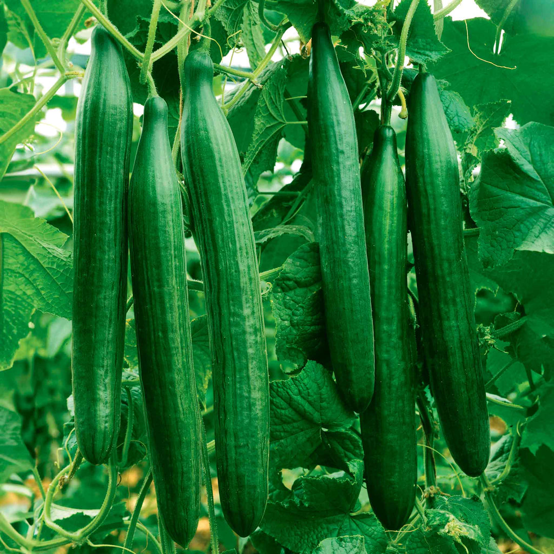 Cucumber 'Telegraph' - 3 Plants | Buy Cucumber Seeds Online | Cucumber ...