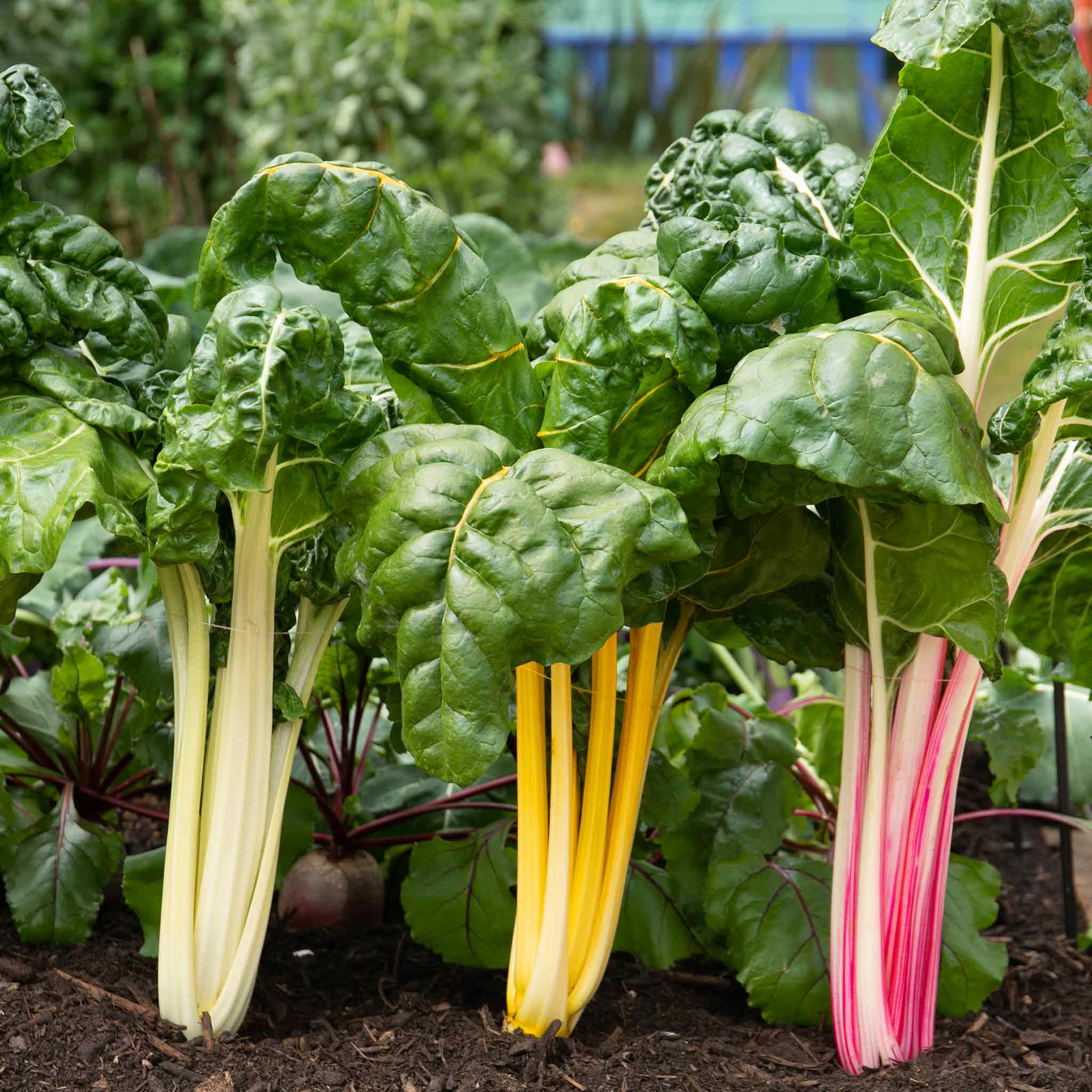 Swiss Chard Seeds 'Bright Lights' | Marshalls Garden