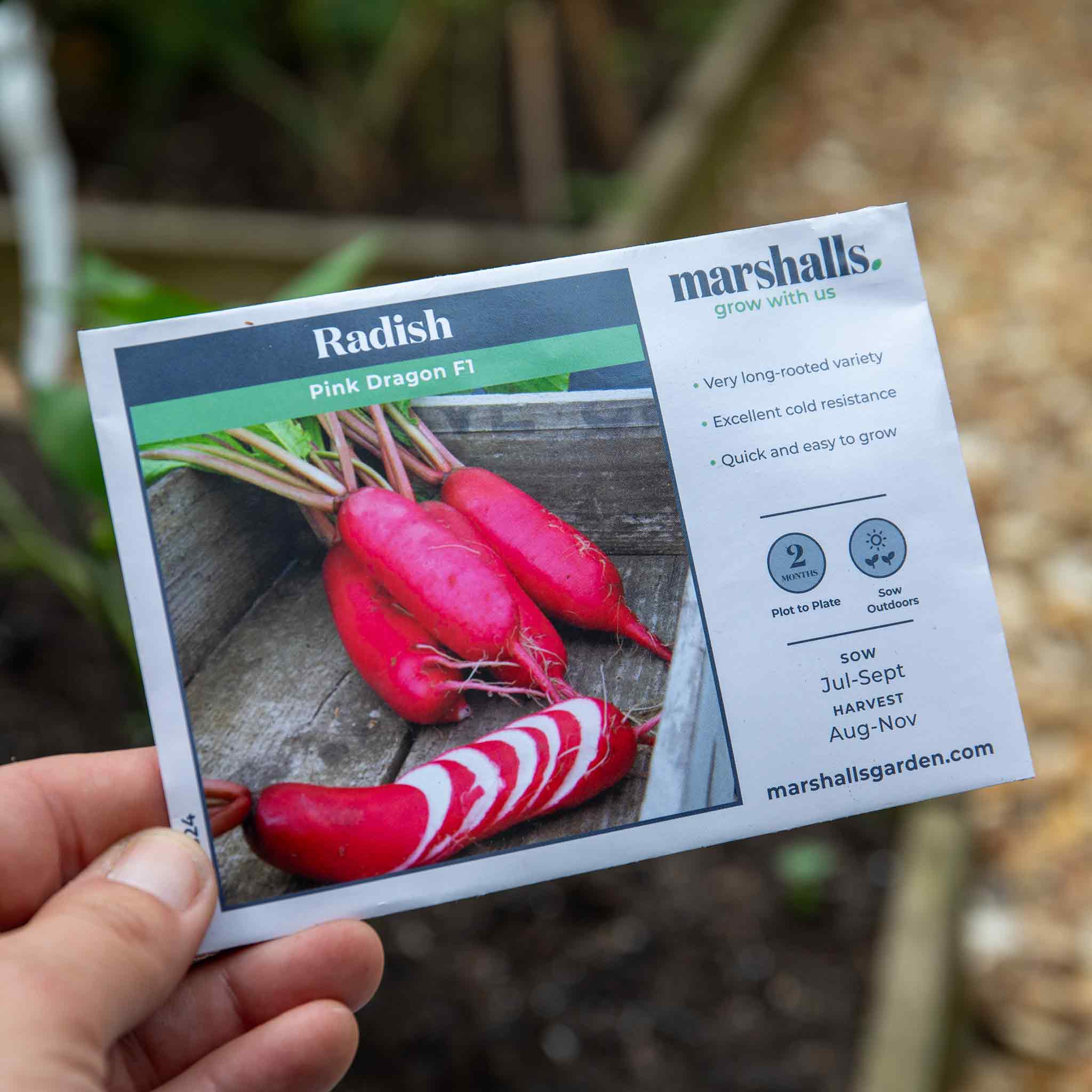 Radish Seeds 'Pink Dragon' | Buy Radish Seeds Online | Radish Seeds for ...