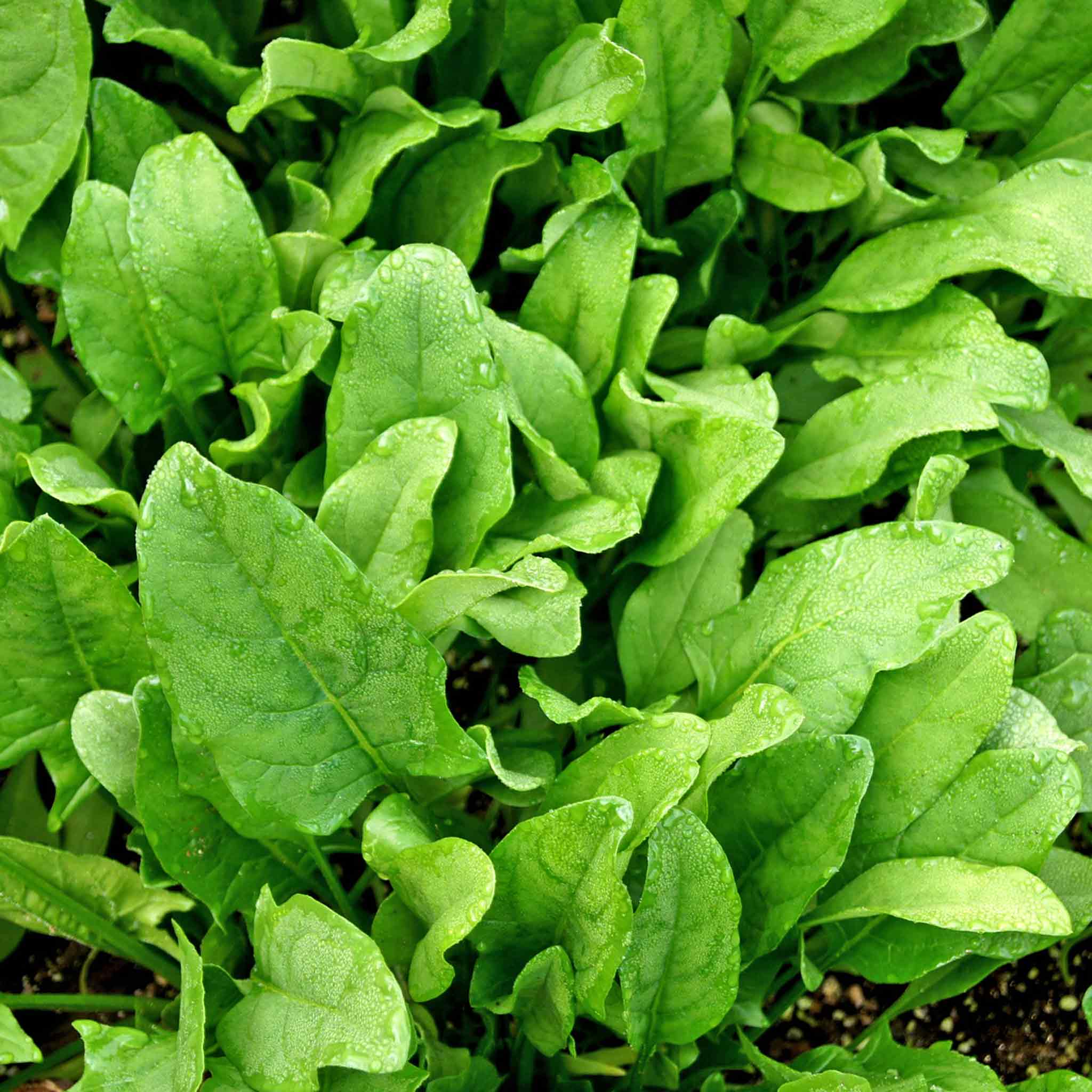 Spinach Seeds 'Perpetual' and 'America' Duo Pack | Marshalls Garden