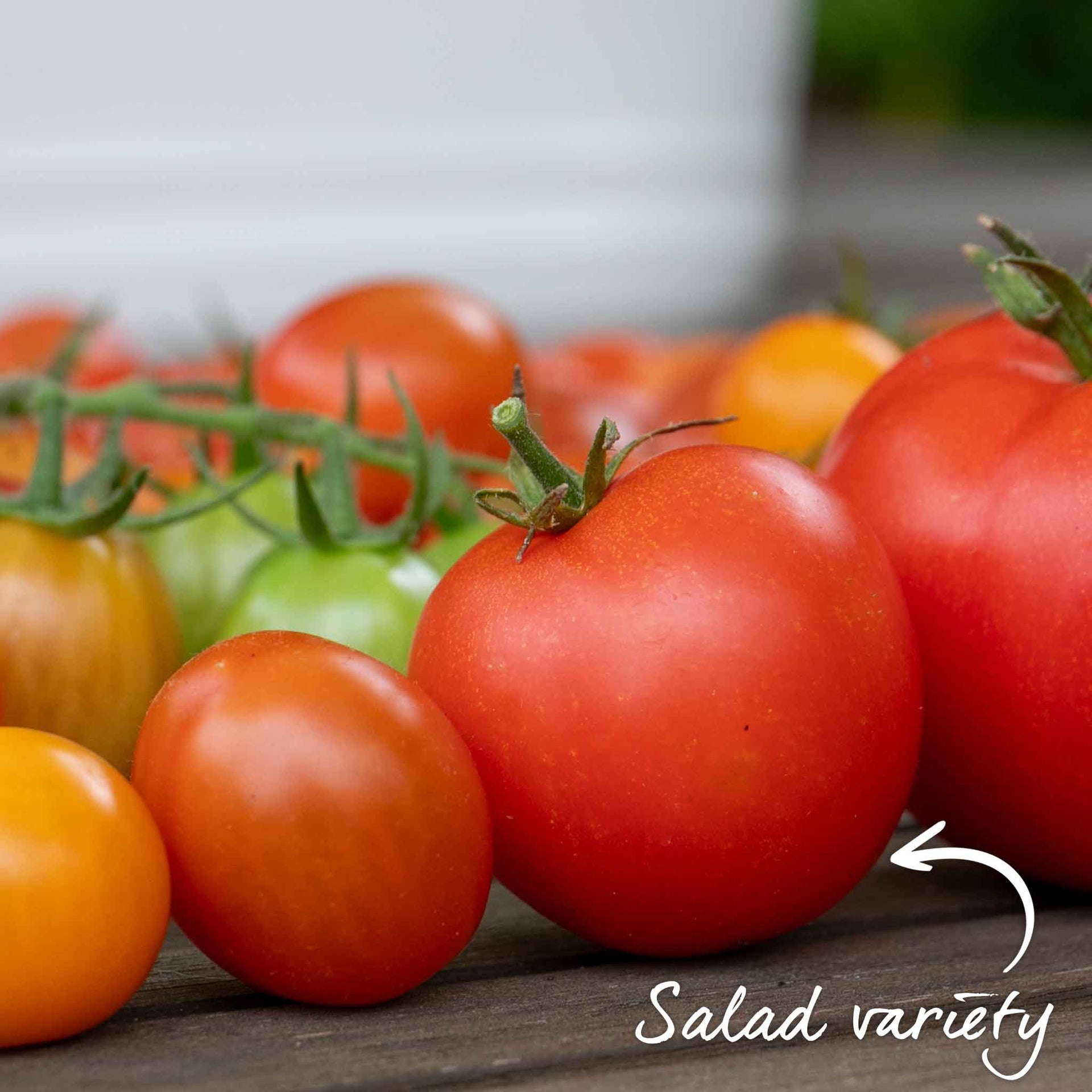 Tomato Seeds Cordon 'Shirley' F1 | Buy Tomato Seeds Online | Tomato ...