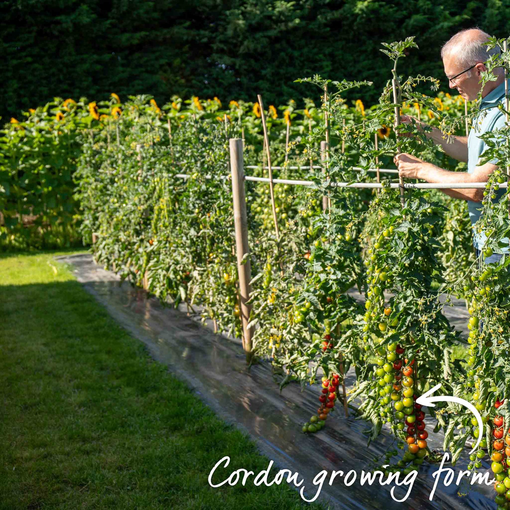 Cordon Tomato Seeds 'Gardener's Delight' | Buy Cordon Tomato Seeds ...