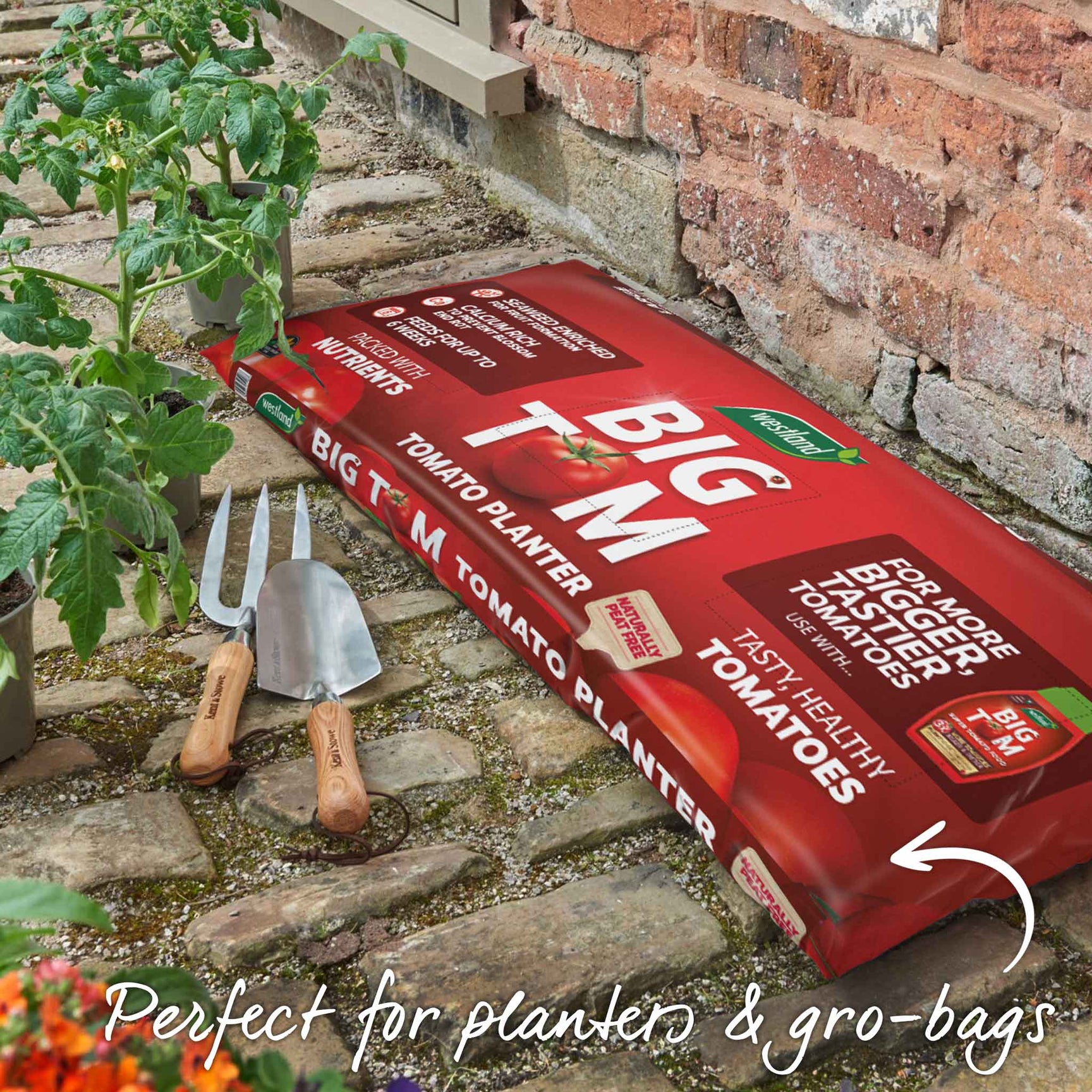 Cordon Tomato Seeds 'Gardener's Delight' | Buy Cordon Tomato Seeds ...