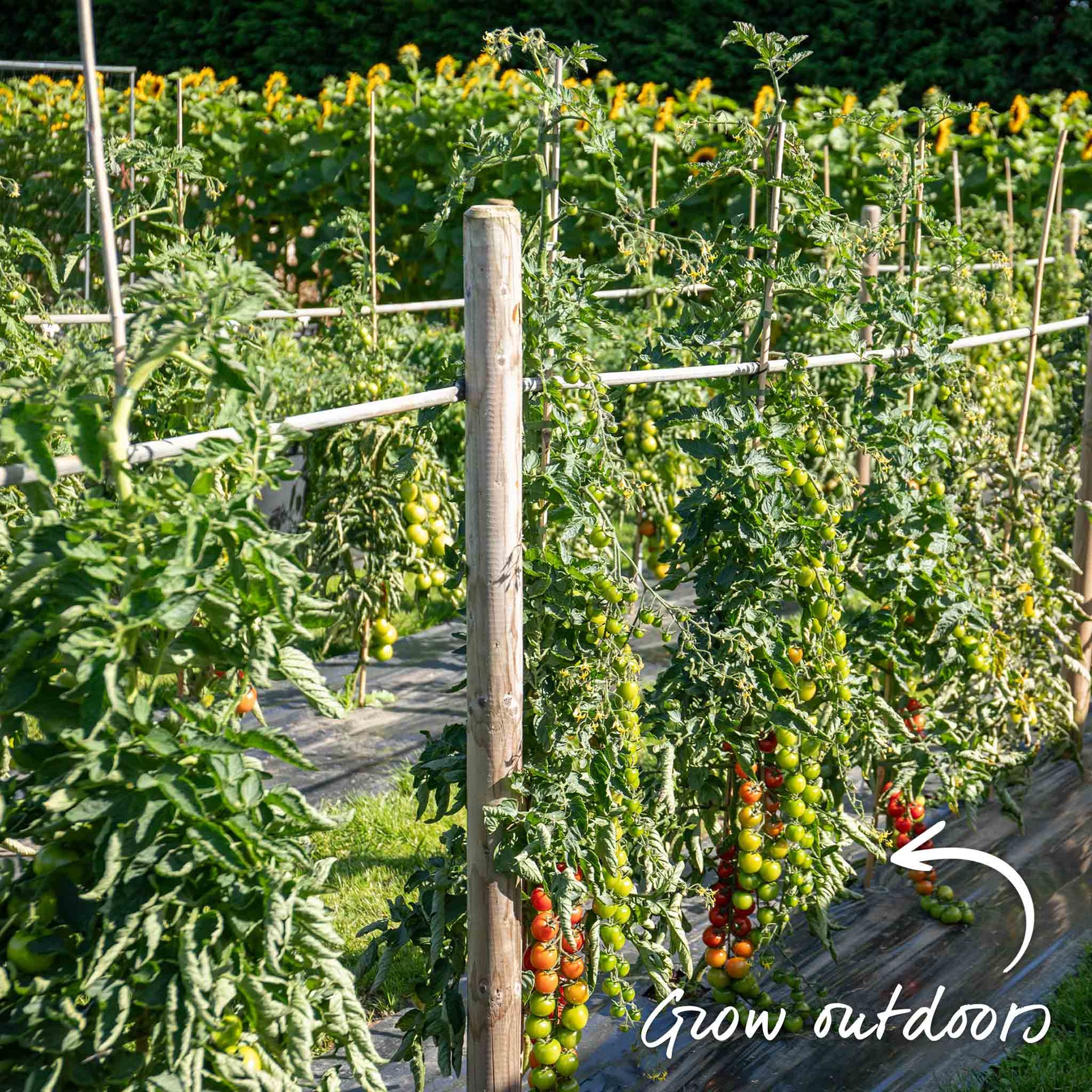 Cordon Tomato Seeds 'Gardener's Delight' | Buy Cordon Tomato Seeds ...
