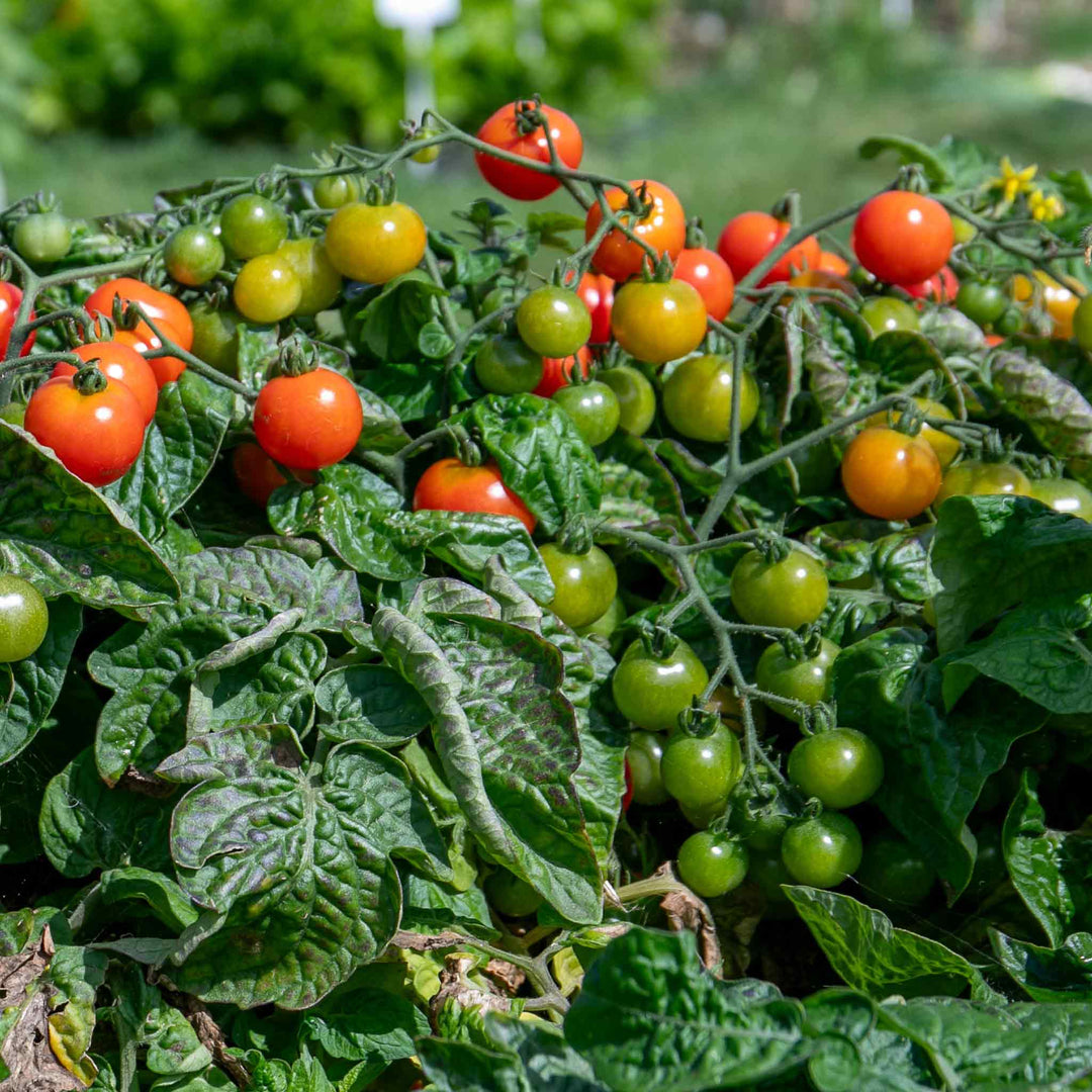 Tomato Seeds 'Red Alert' F1 | Buy Tomato Seeds Online | Tomato Seeds ...