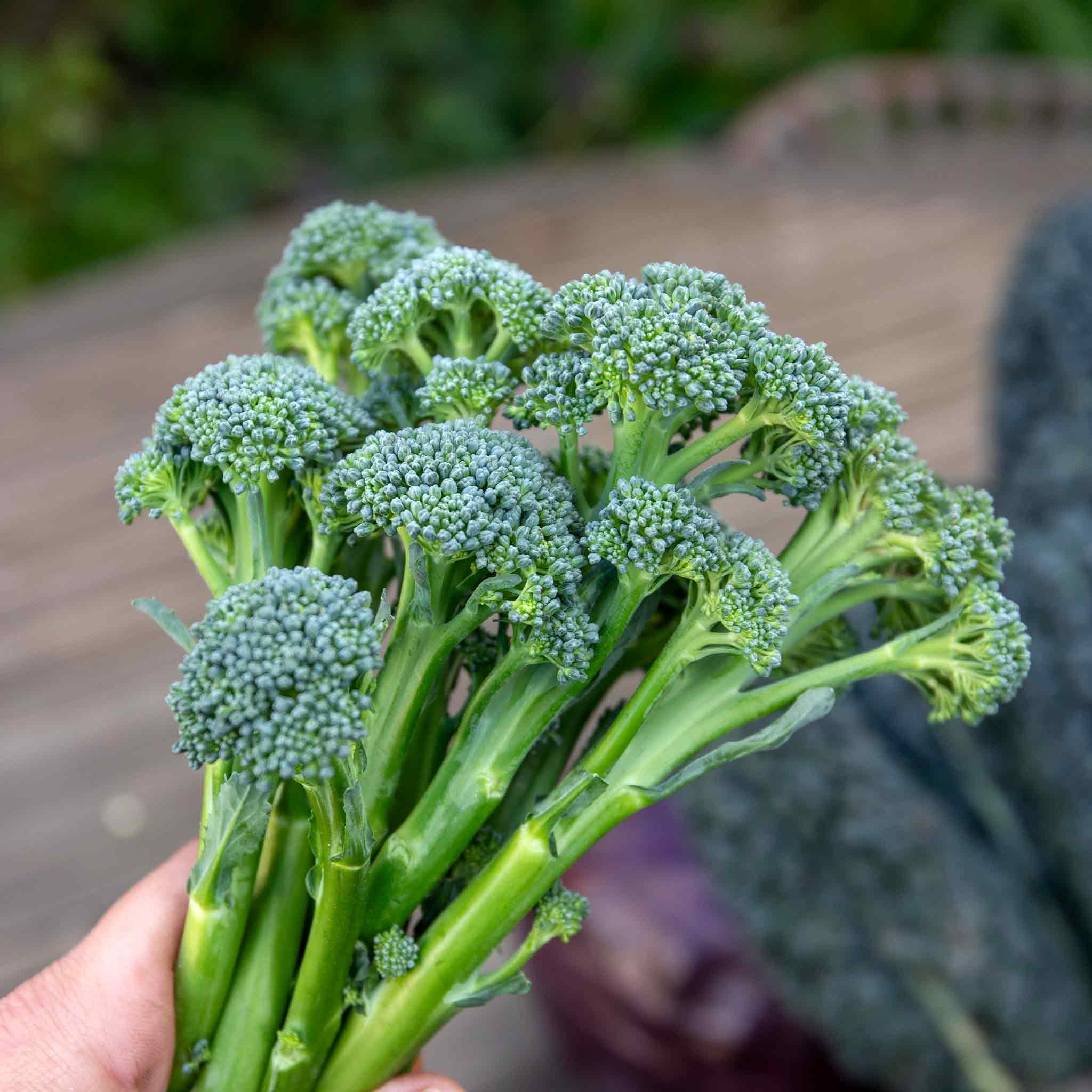 Brokali Seeds 'Columbia' | Marshalls Garden