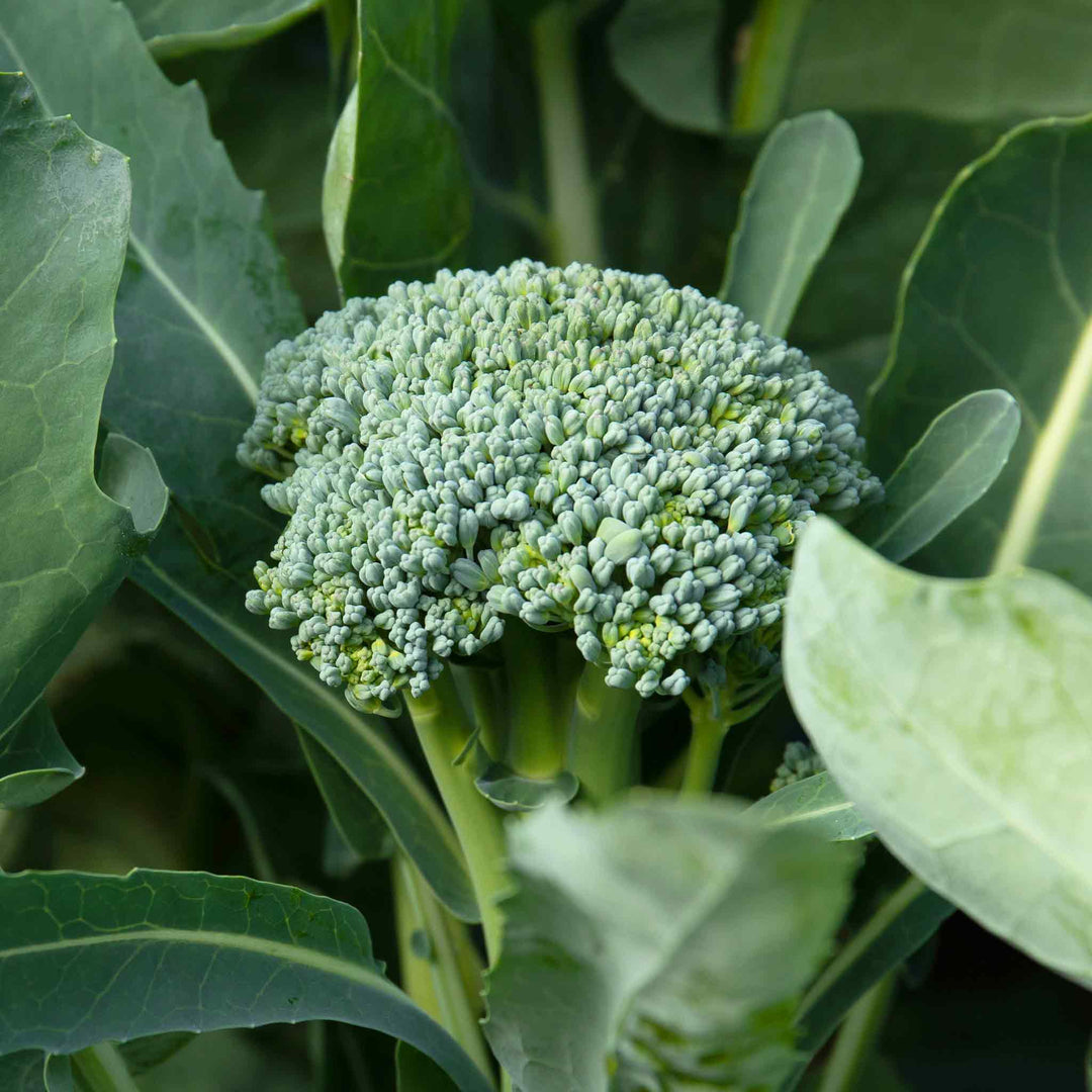 Brokali Seeds 'Columbia' | Buy Brokali Seeds Online | Brokali Seeds for ...