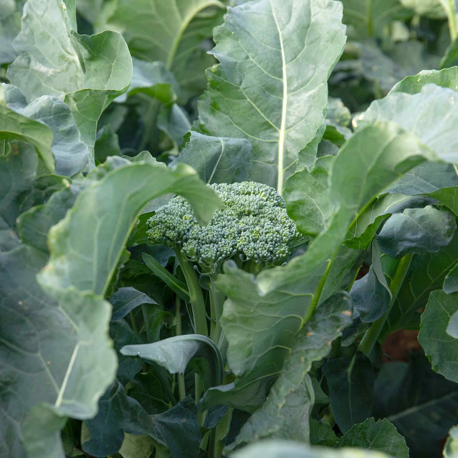 Brokali Seeds 'Columbia' | Buy Brokali Seeds Online | Brokali Seeds for ...