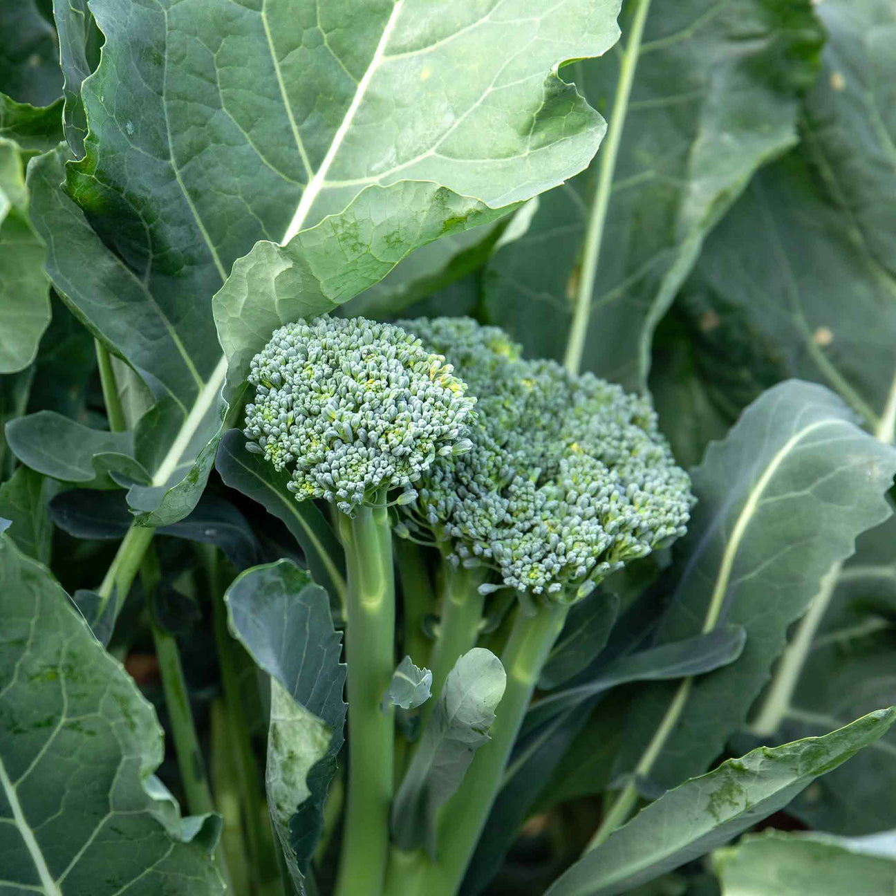 Brokali Seeds 'Columbia' | Buy Brokali Seeds Online | Brokali Seeds for ...