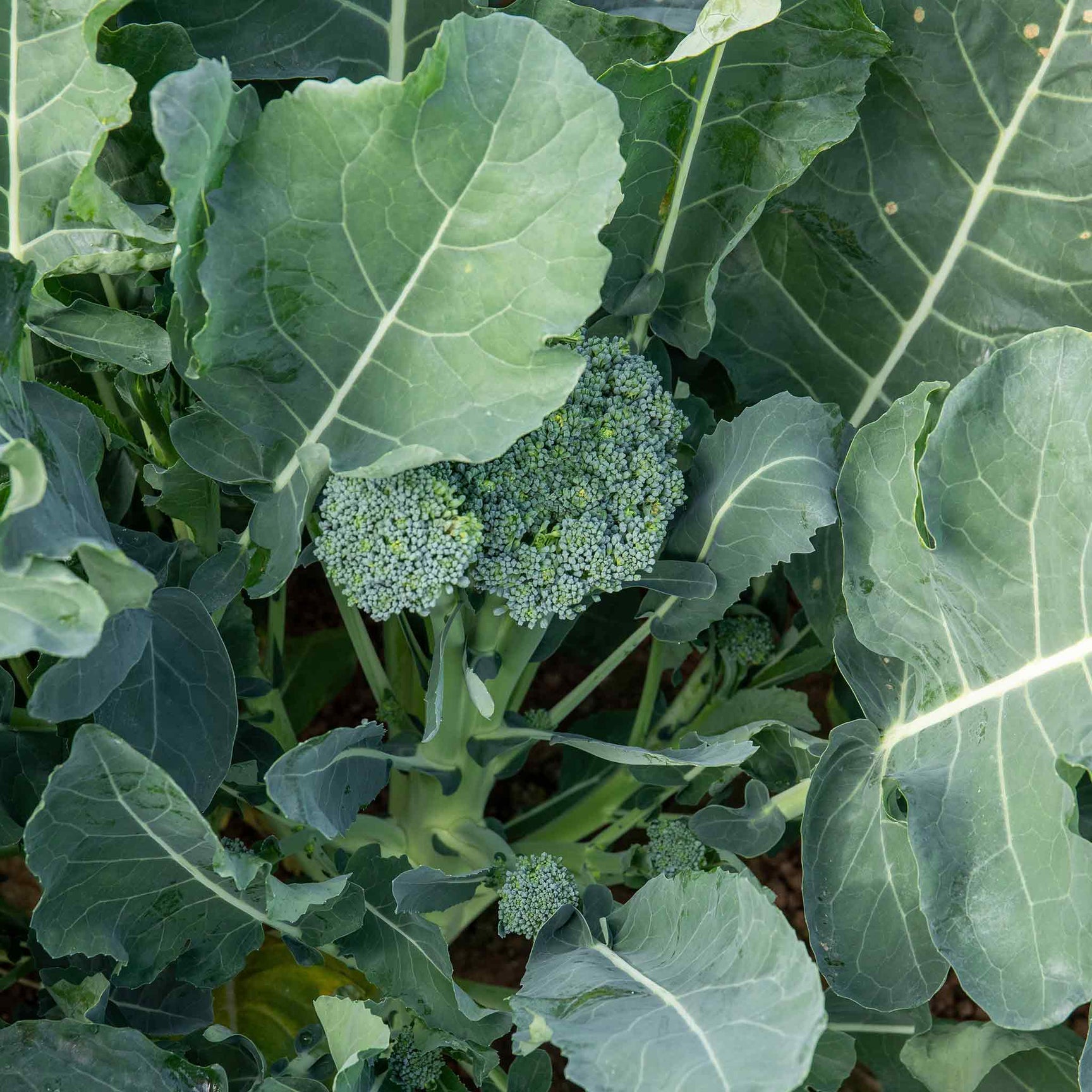 Brokali Seeds 'Columbia' | Buy Brokali Seeds Online | Brokali Seeds for ...