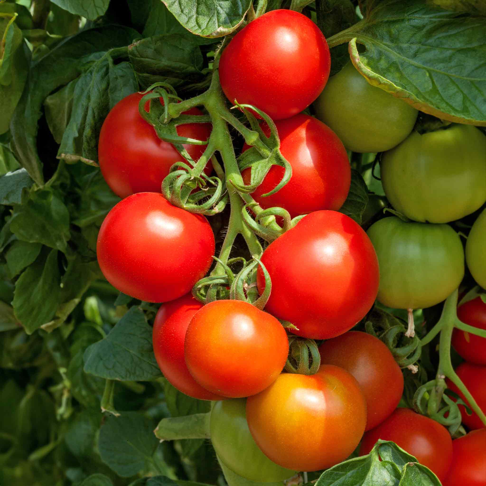 Tomato Seeds 'Cocktail Crush' | Marshalls Garden