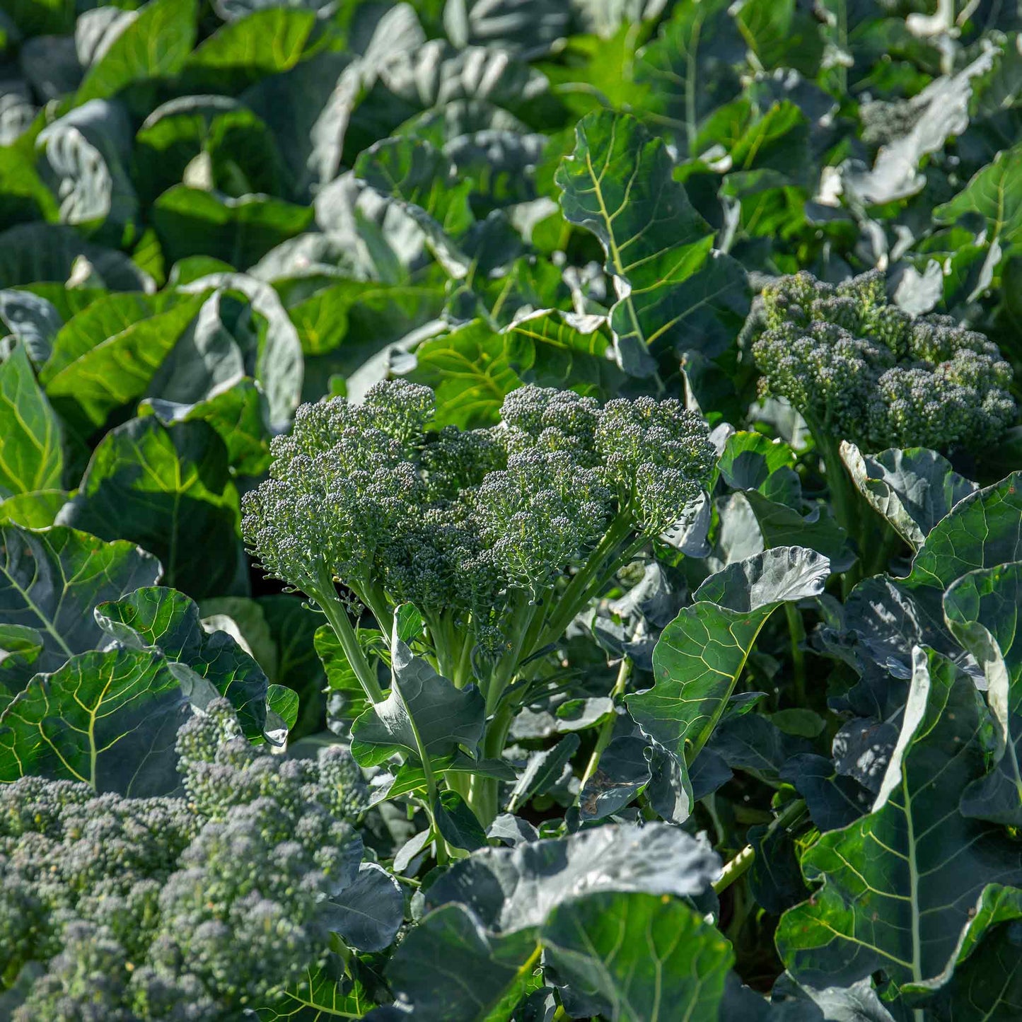 Broccoli Seeds 'Royal Tenderette' F1 | Marshalls Garden