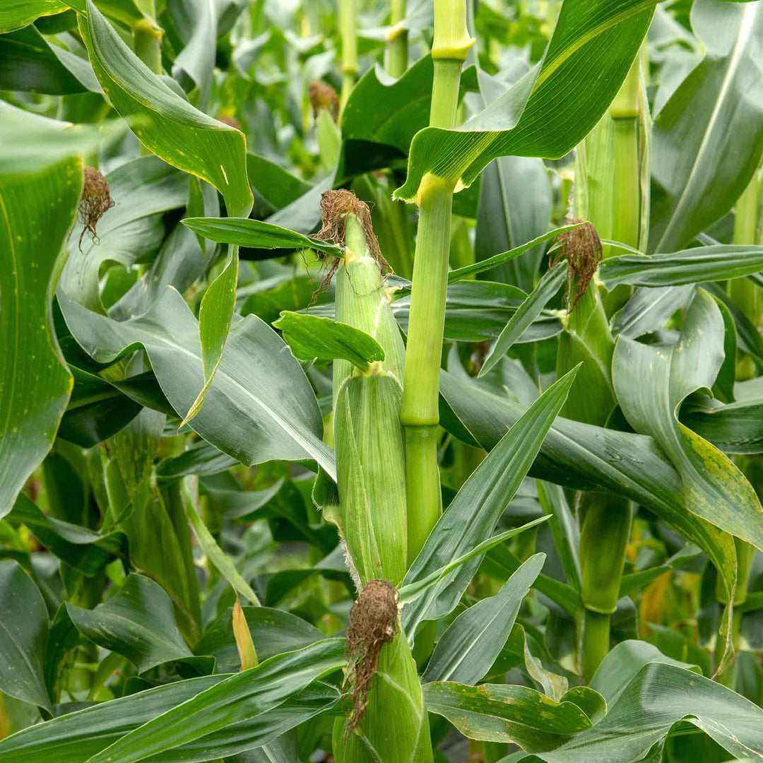 Sweetcorn Seeds 'Strong Star' F1 | Buy Sweetcorn Seeds Online ...