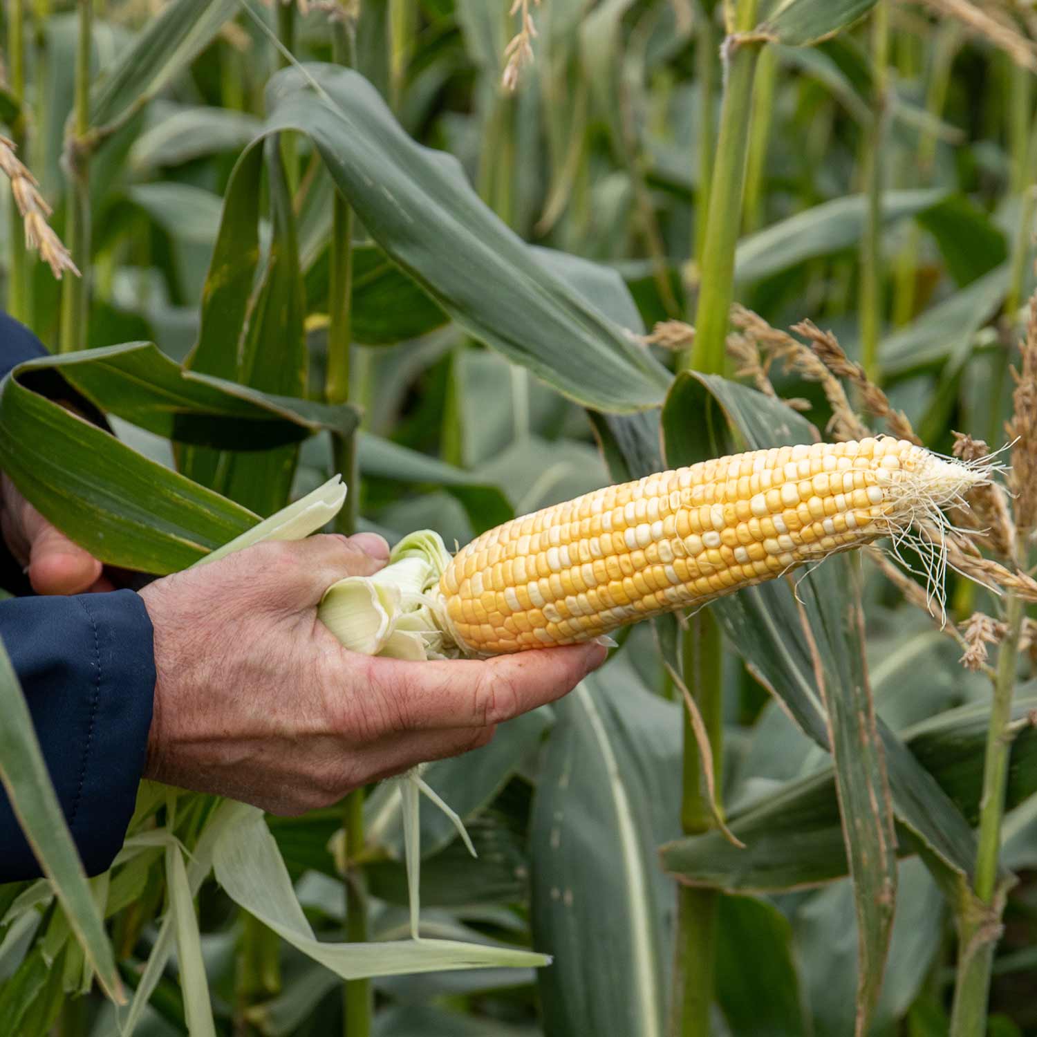 Sweetcorn 'Kiewa' 12 Plugs | Buy Sweetcorn Plants Online | Sweetcorn ...