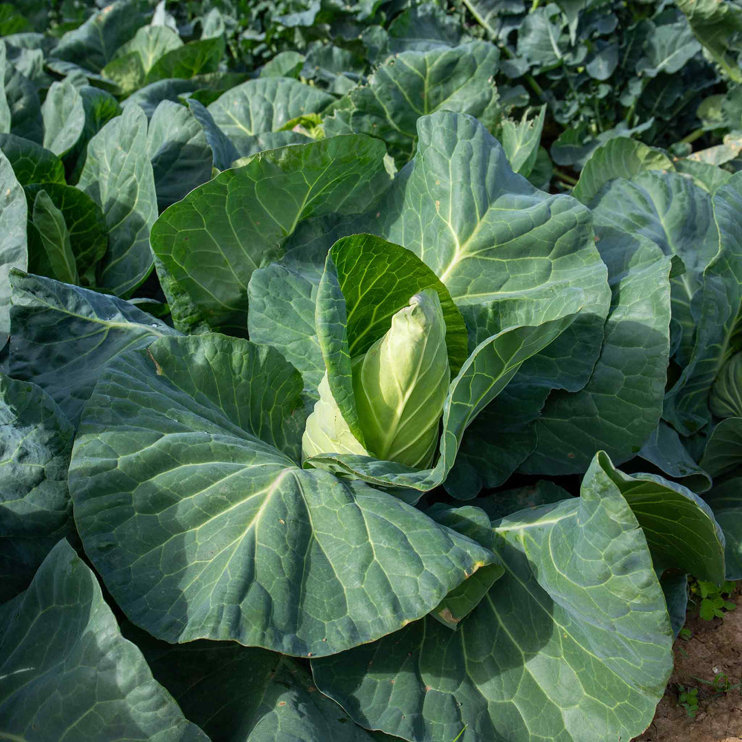 Cabbage Seeds 'Winnigstadt' | Buy Cabbage Seeds Online | Cabbage Seeds ...