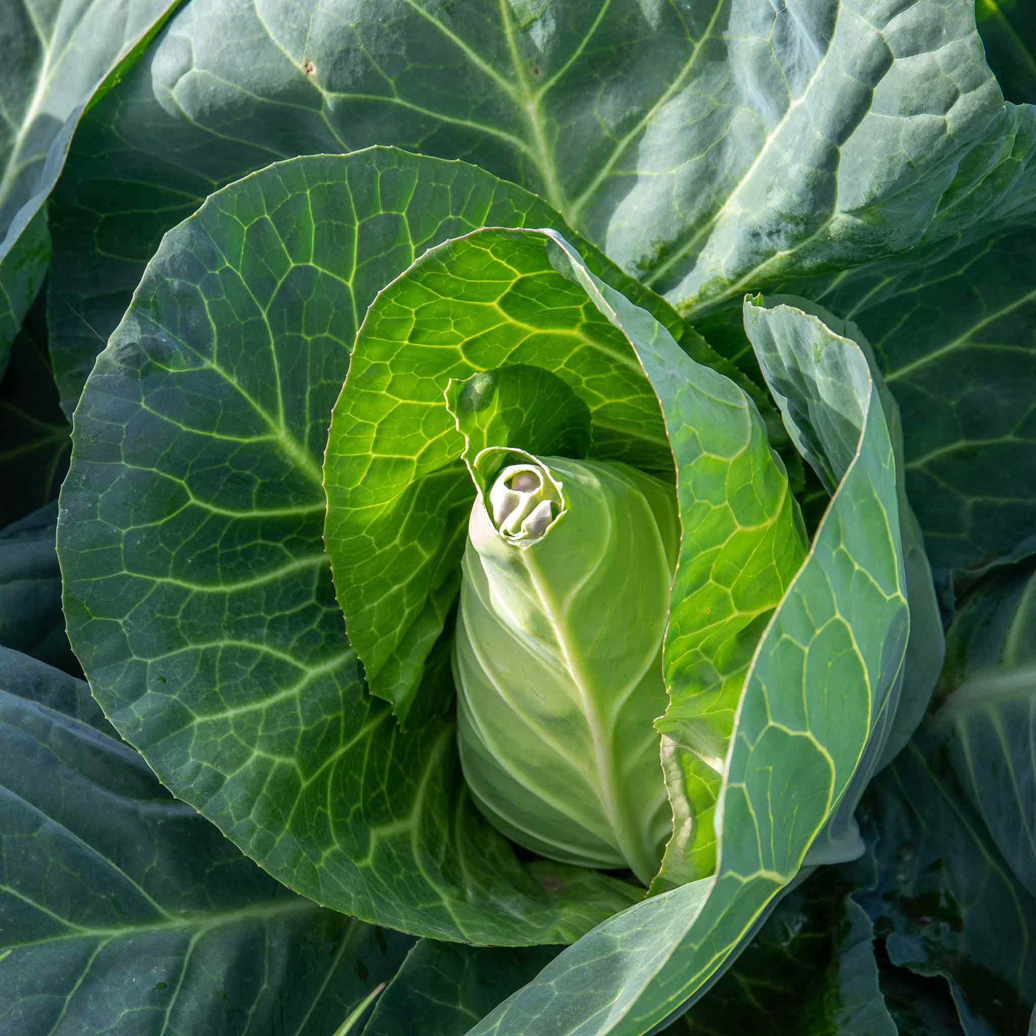 Cabbage Seeds 'Winnigstadt' | Buy Cabbage Seeds Online | Cabbage Seeds ...