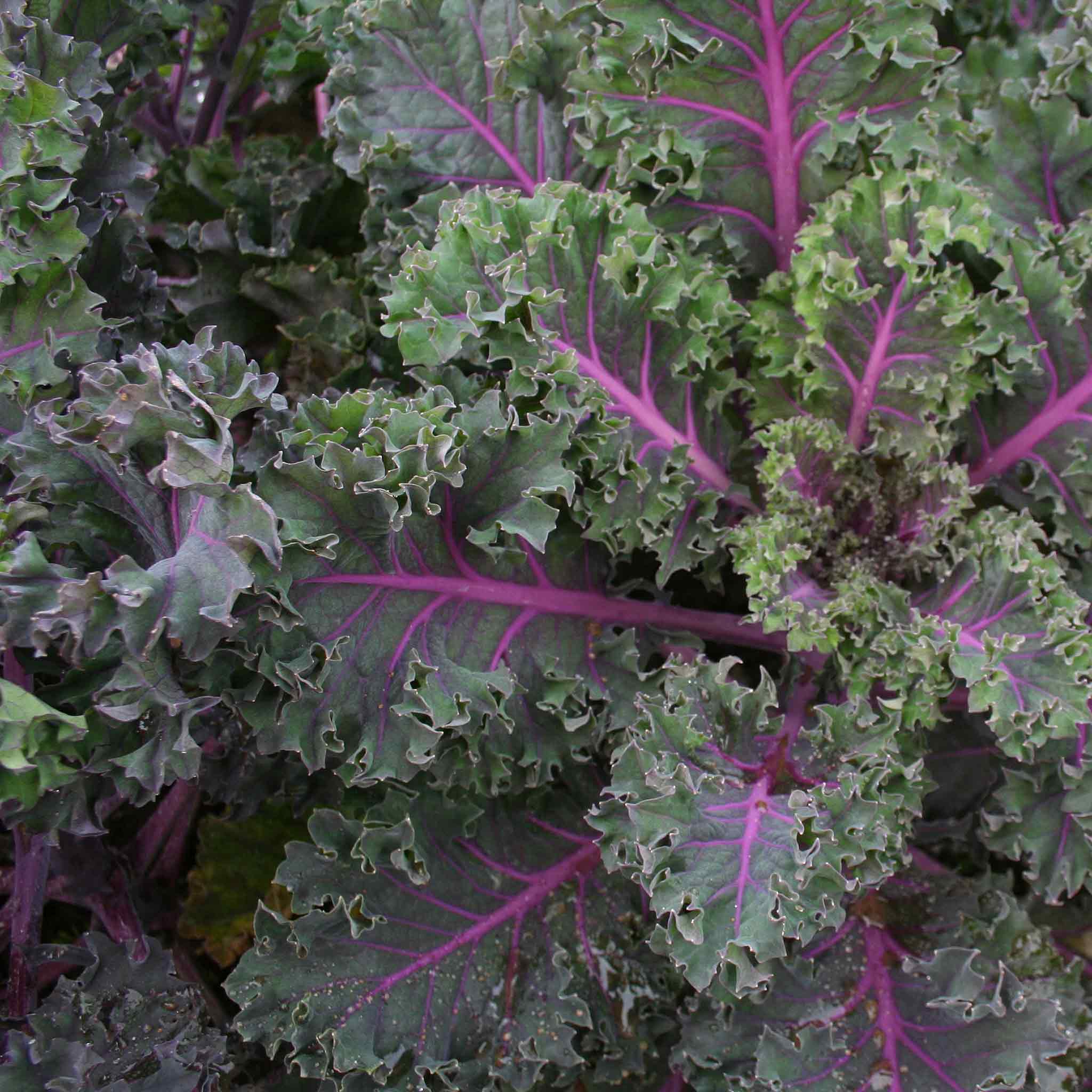 Kale Plant 'Midnight Sun' | Marshalls Garden