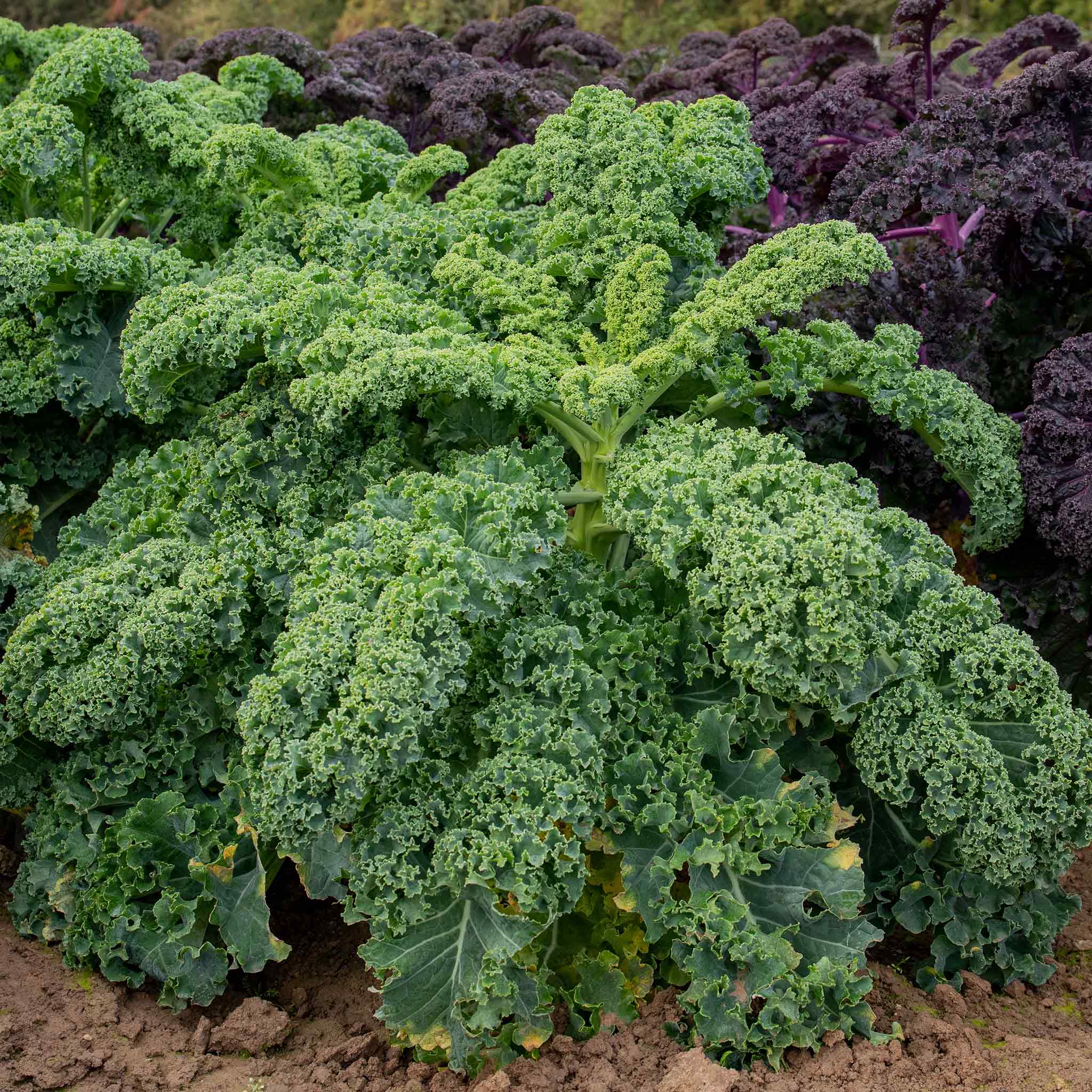 Kale Seeds 'Winterbor' F1 | Marshalls Garden