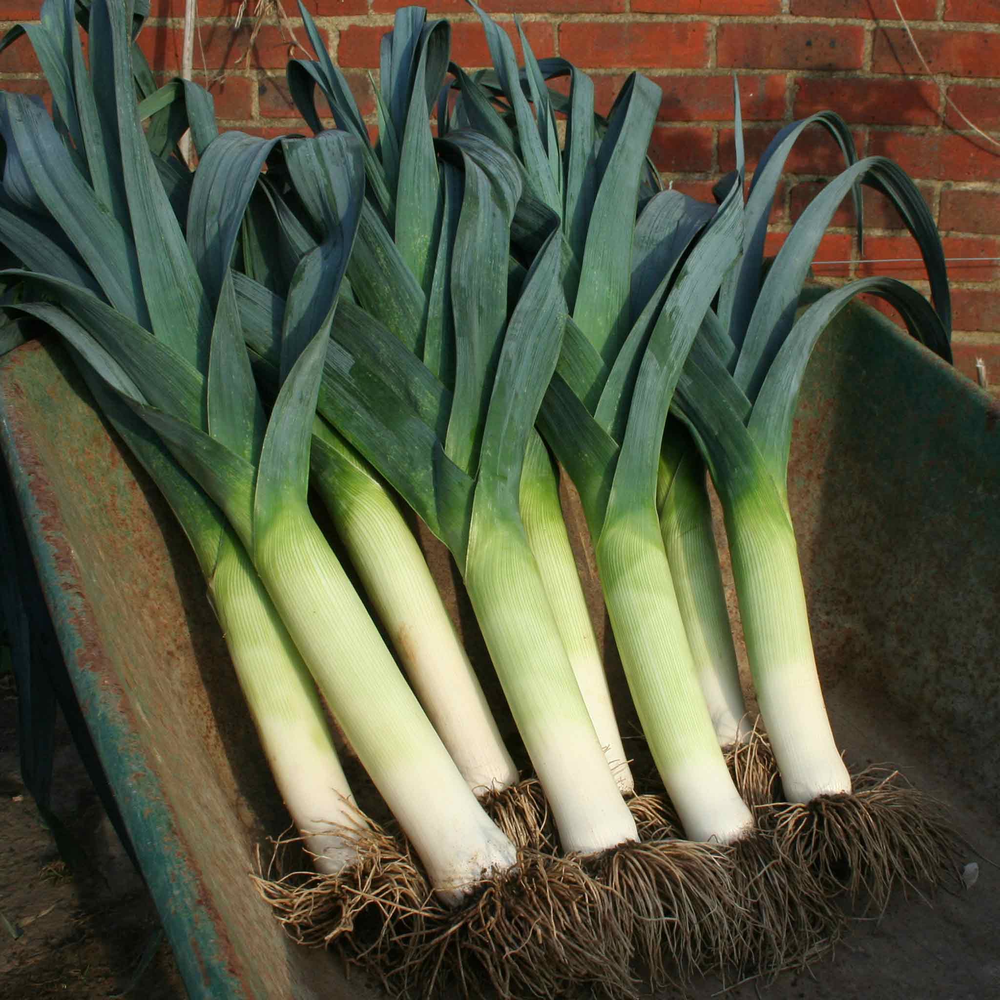 Leek Seeds 'Lancaster' F1 | Marshalls Garden