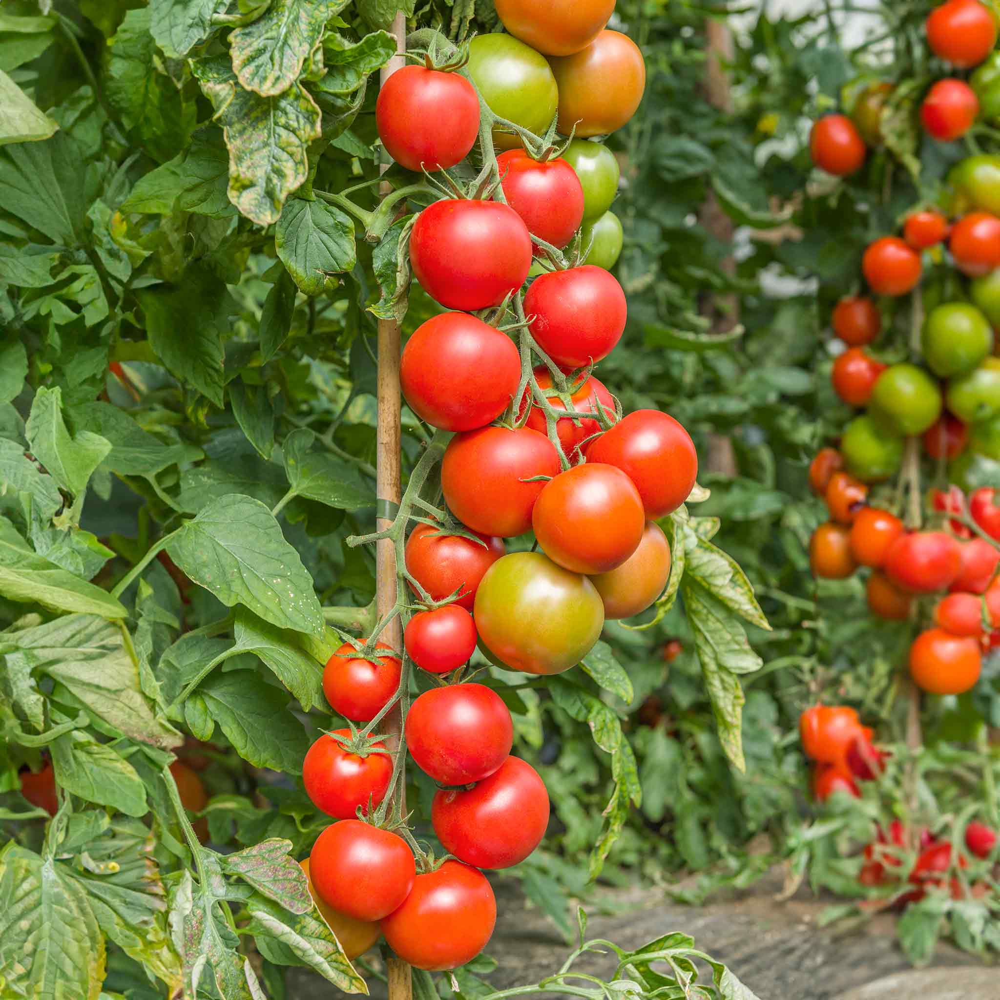 Cordon Tomato Seeds 'Maisey' F1 | Buy Cordon Tomato Seeds Online ...