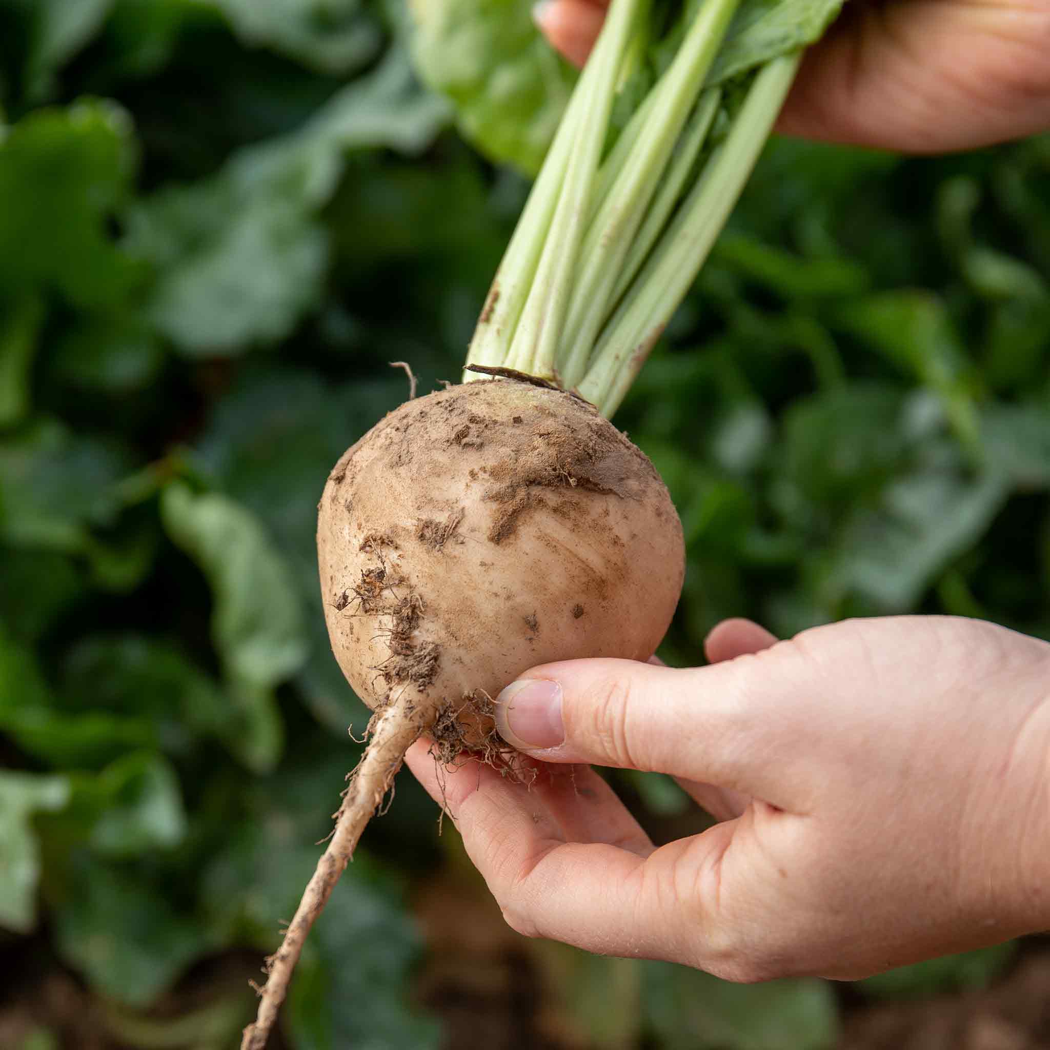 Beetroot Seeds 'Avalanche' F1 | Marshalls Garden