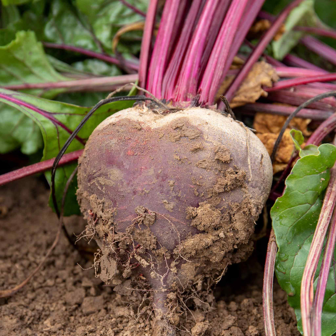 Beetroot Seeds 'Bettollo' F1 | Buy Beetroot Seeds Online | Beetroot ...