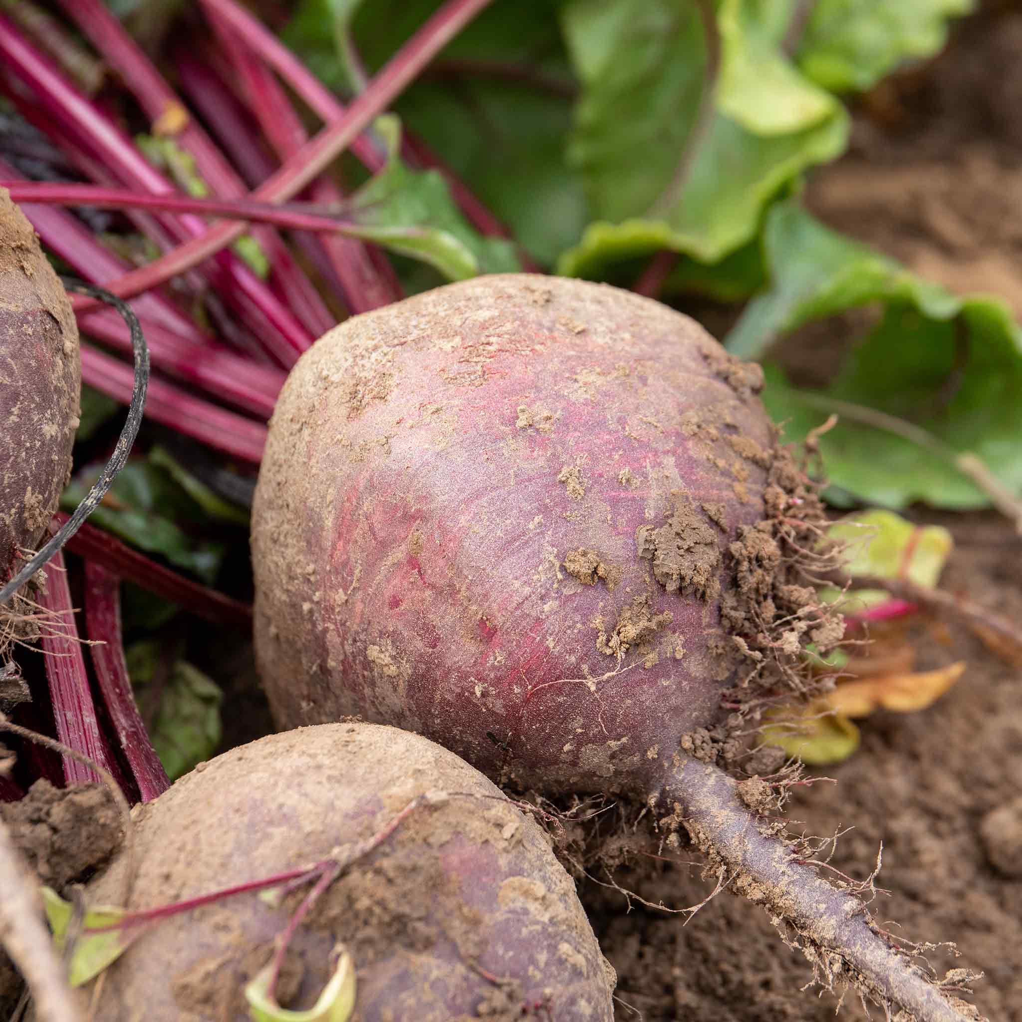 Beetroot Seeds 'Bettollo' F1 | Marshalls Garden