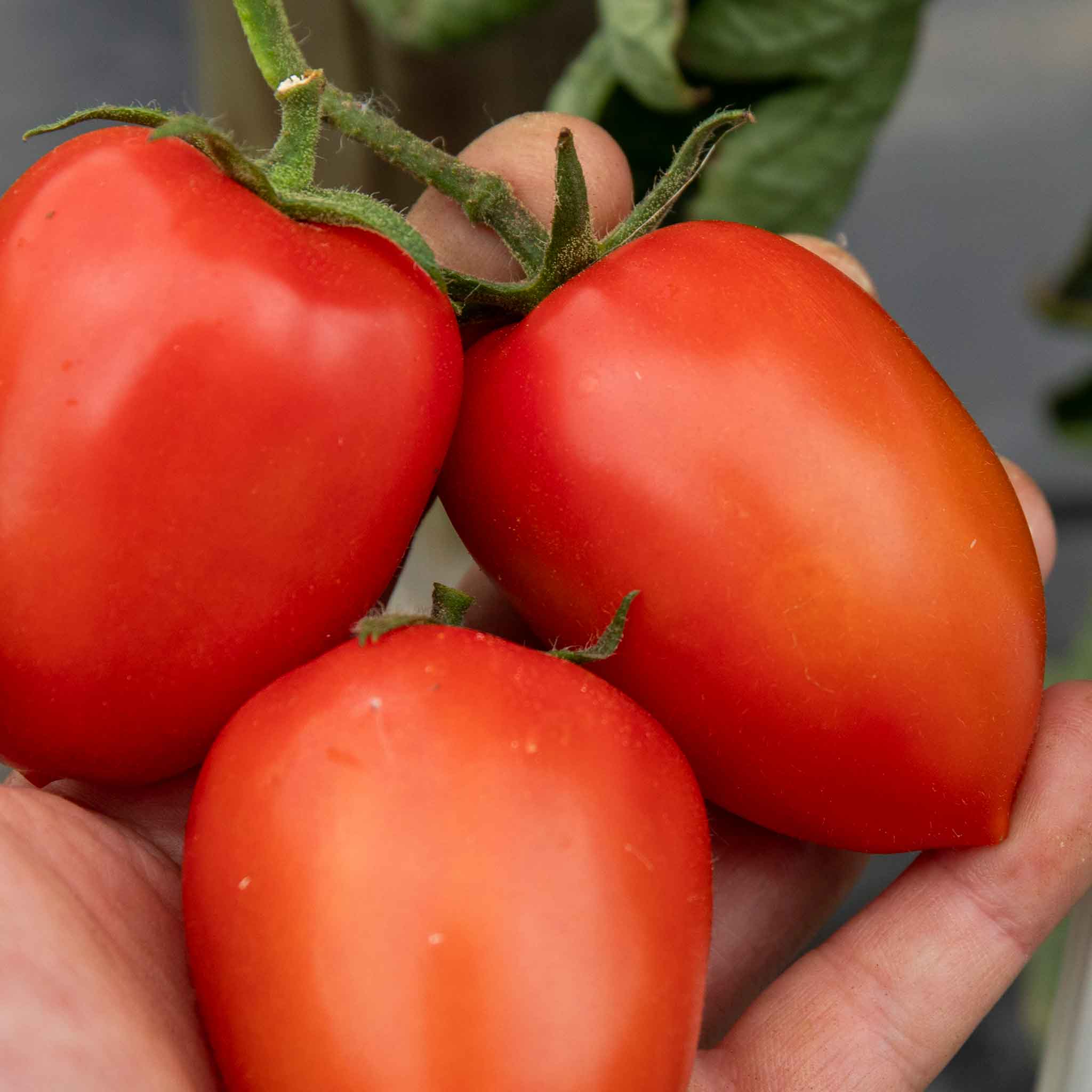 Tomato Seeds 'Plum Nagina' F1 | Marshalls Garden