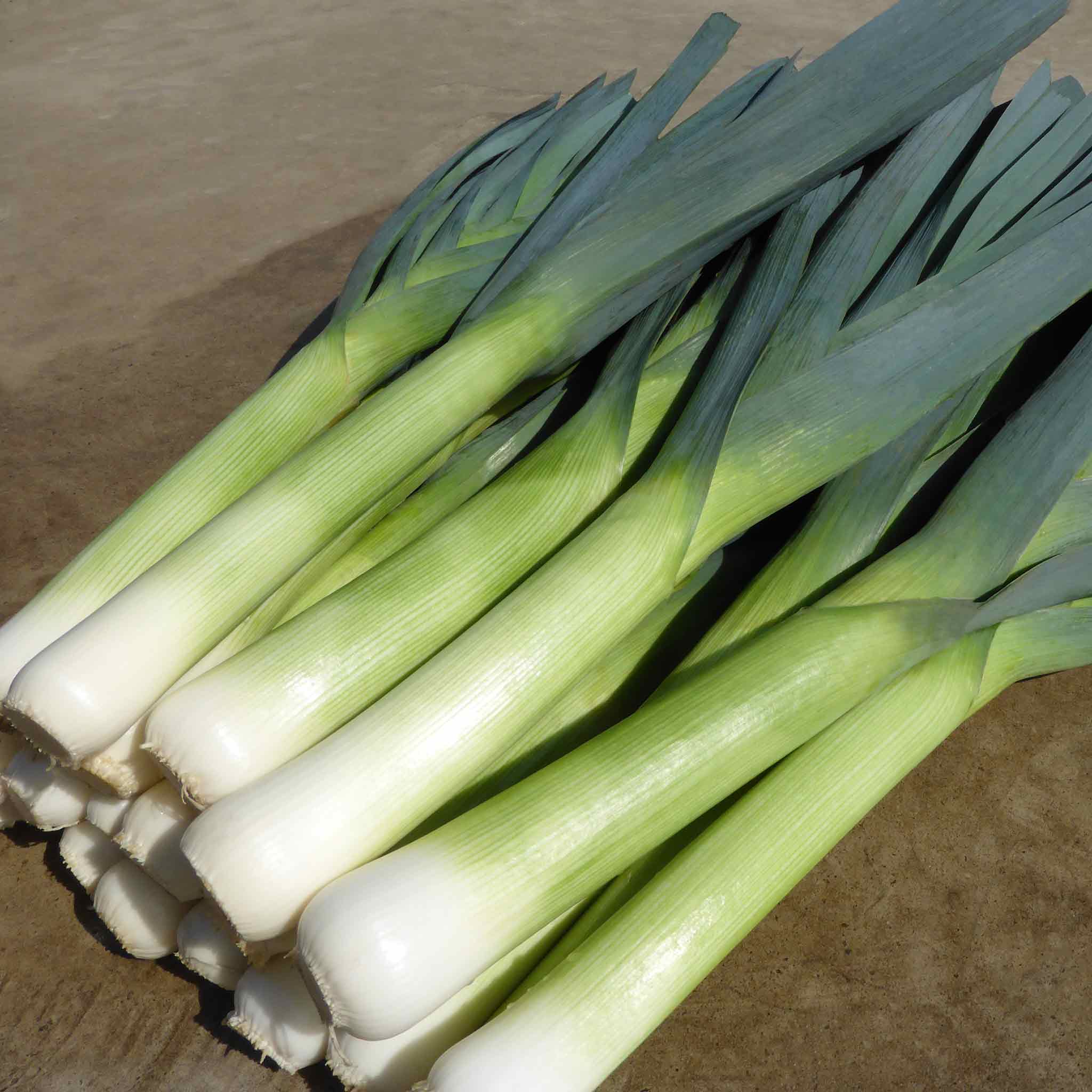 Leek Seeds 'Batter' F1 | Marshalls Garden