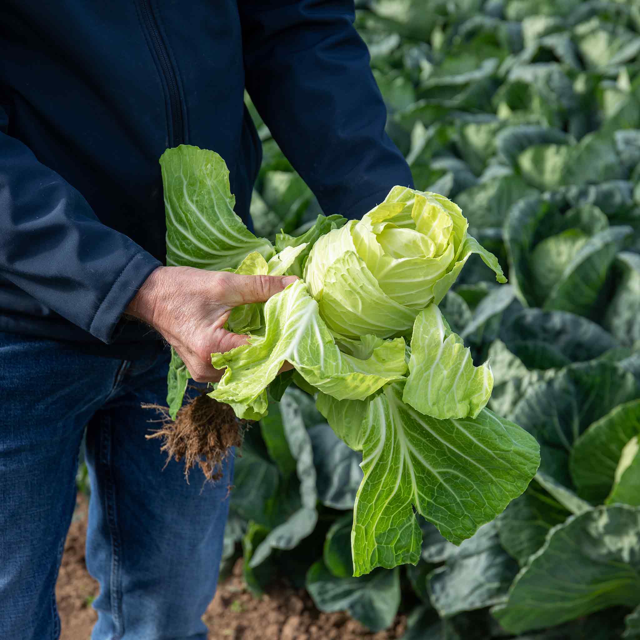 Cabbage Seeds 'Spring Greens Verve F1' | Marshalls Garden