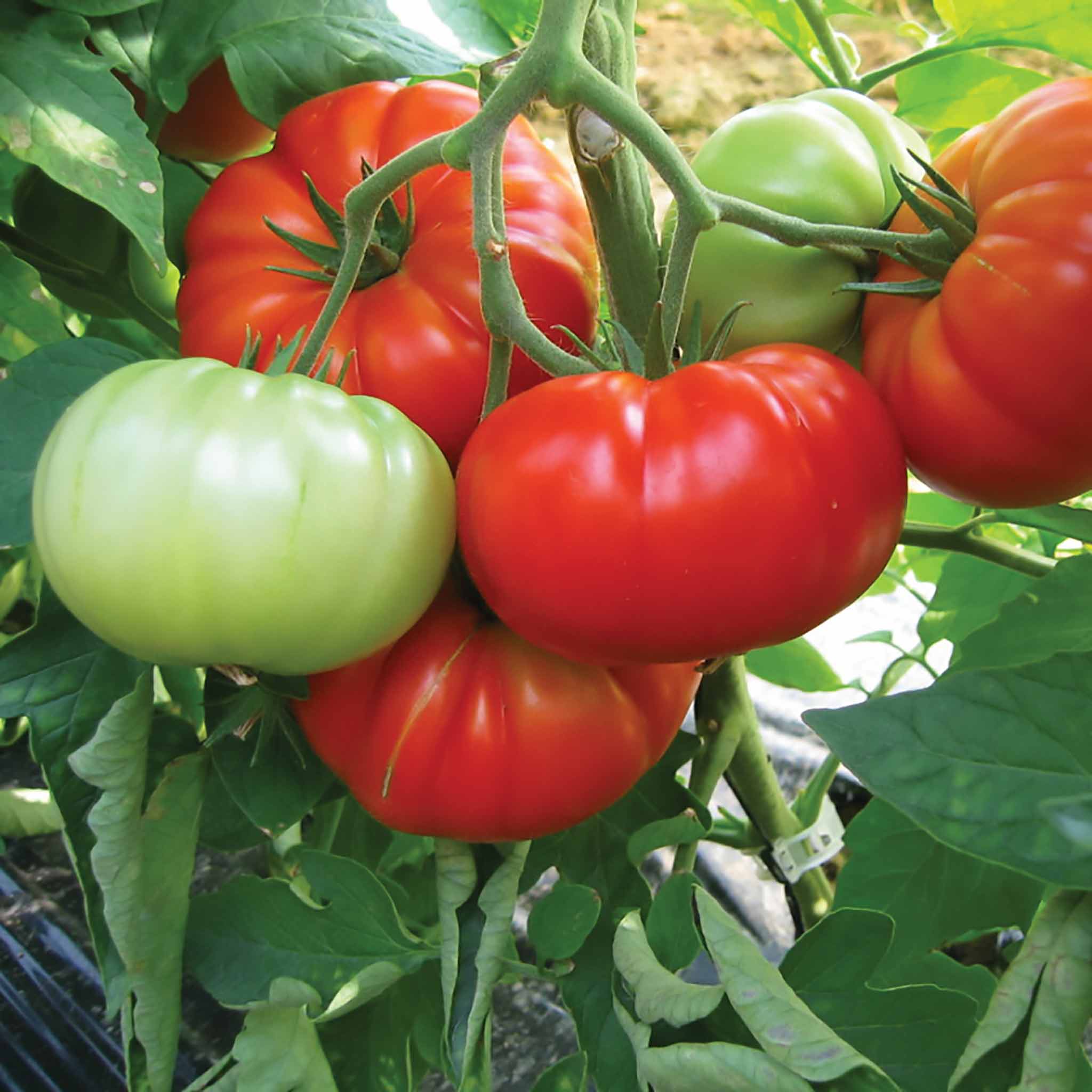 Tomato Seeds 'Buffalo Steak' | Marshalls Garden