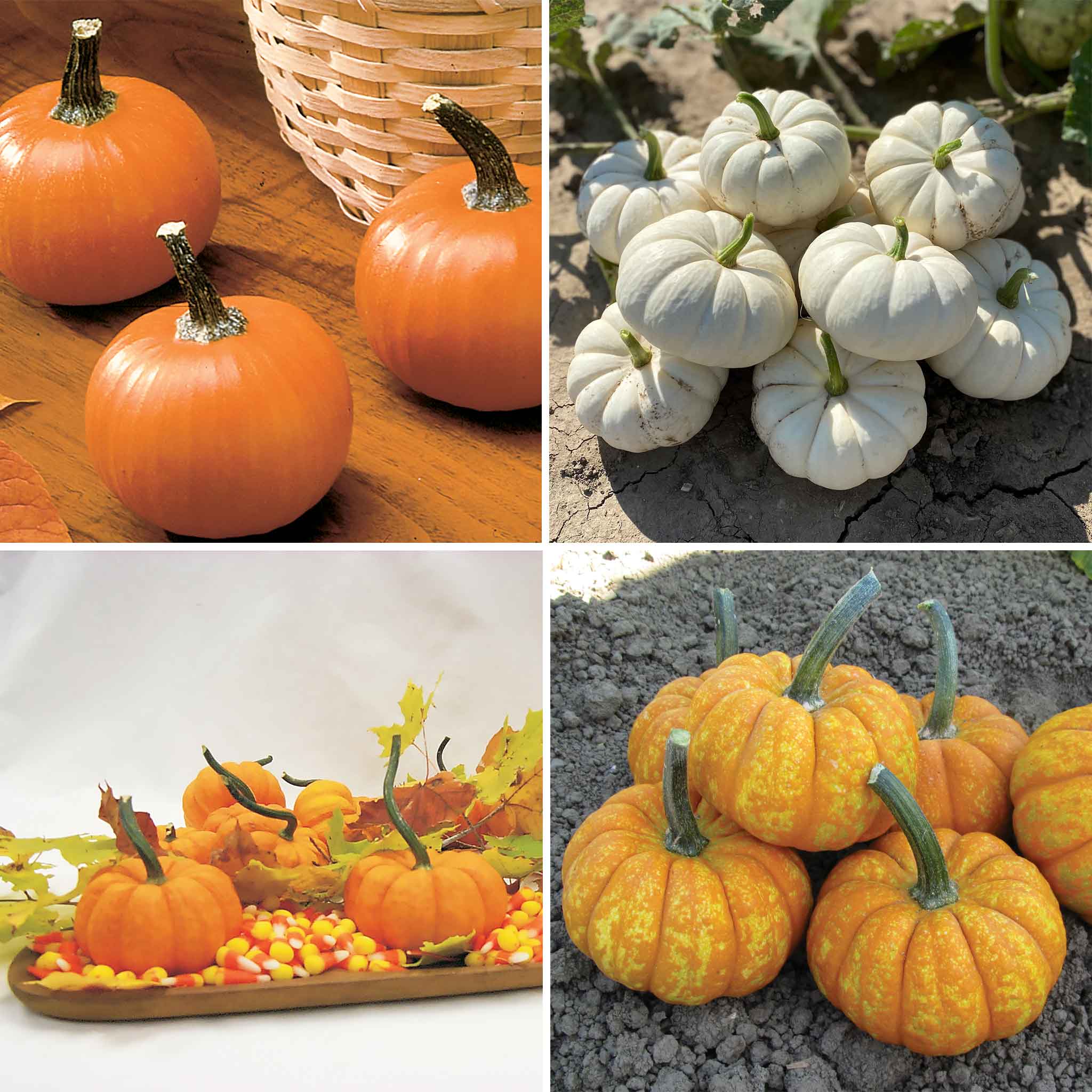 Pumpkin Seeds Mini Mix | Marshalls Garden