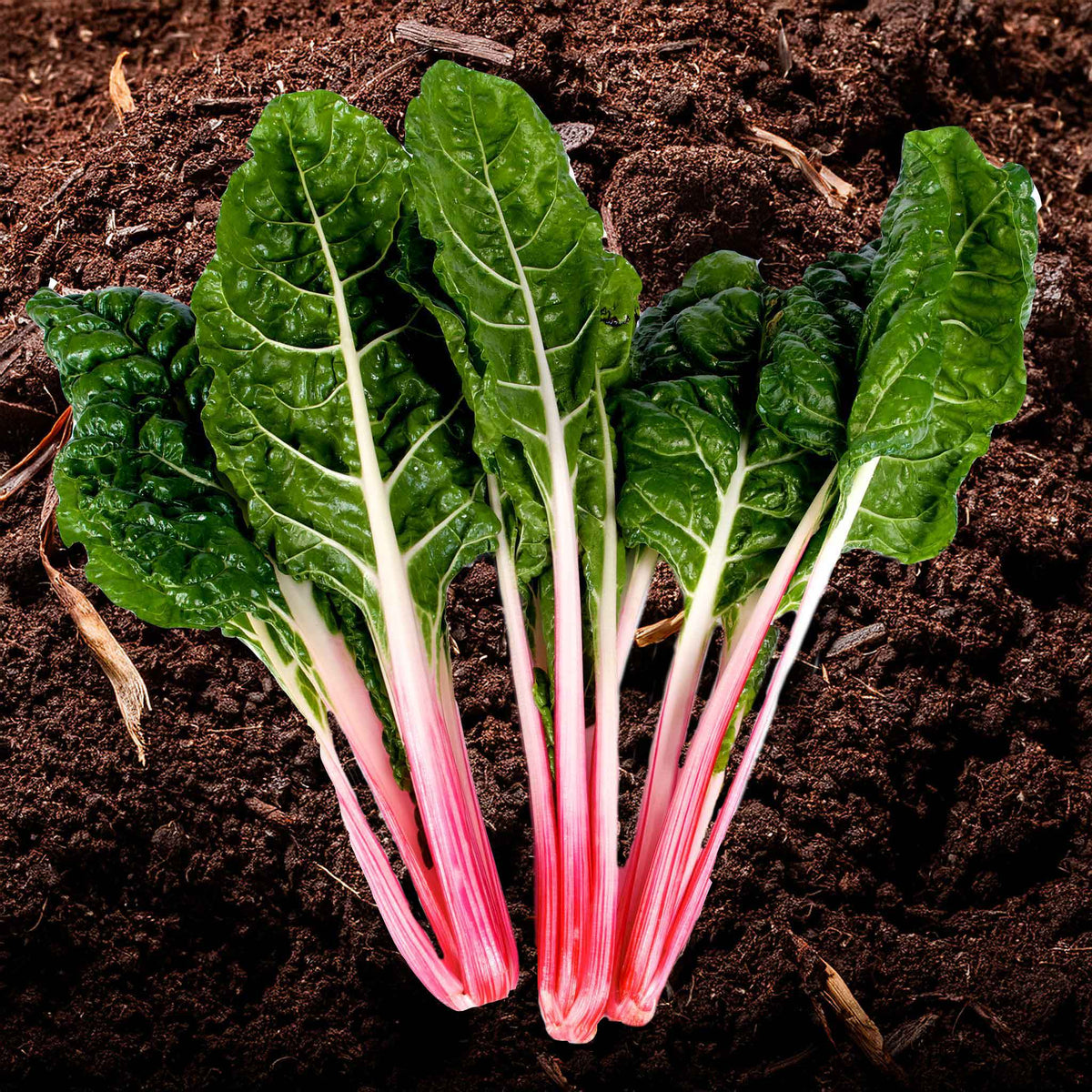 Swiss Chard Seeds 'Pink Peppermint' | Buy Swiss Chard Seeds Online ...