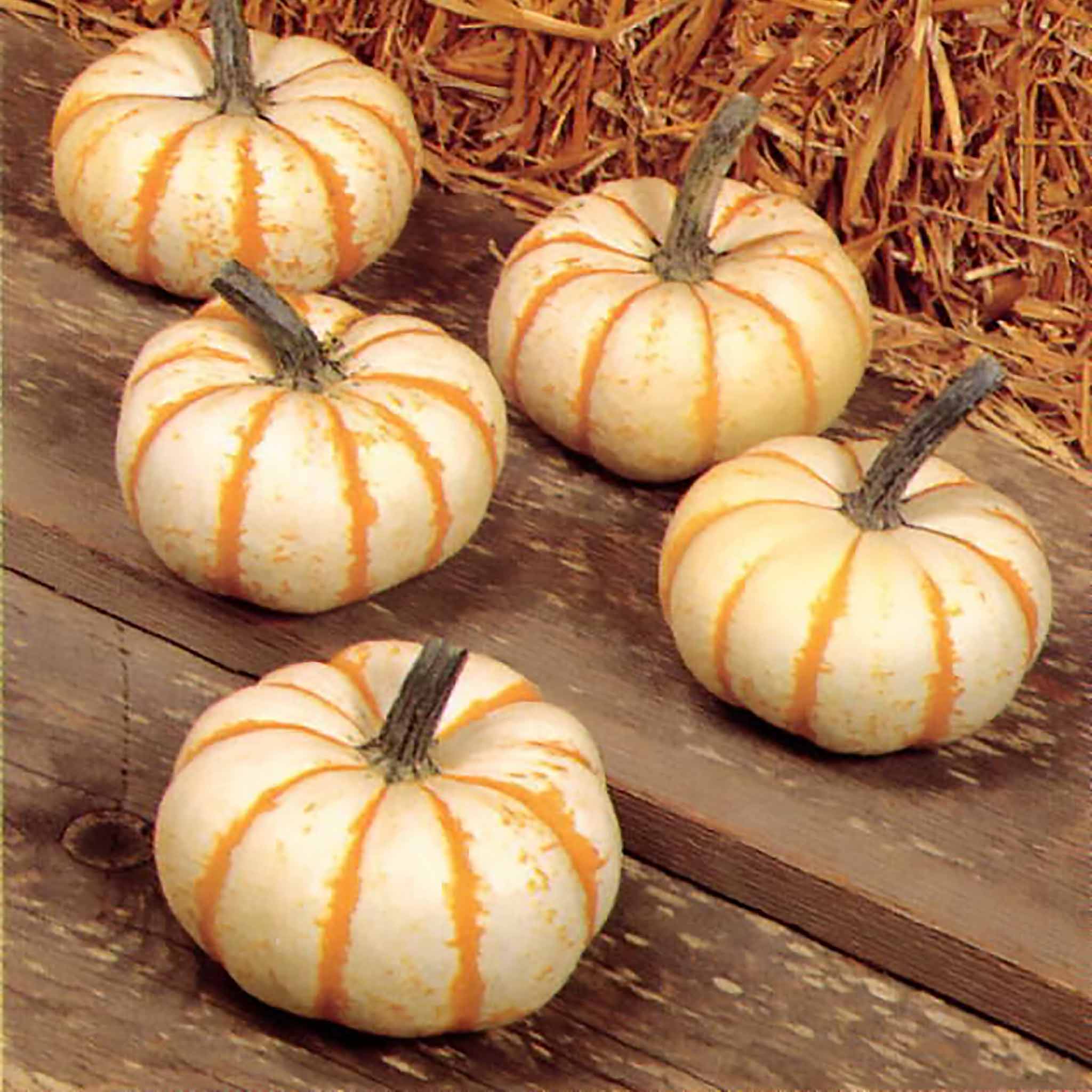 Pumpkin Seeds 'Lil' Pump-ke-mon' | Marshalls Garden