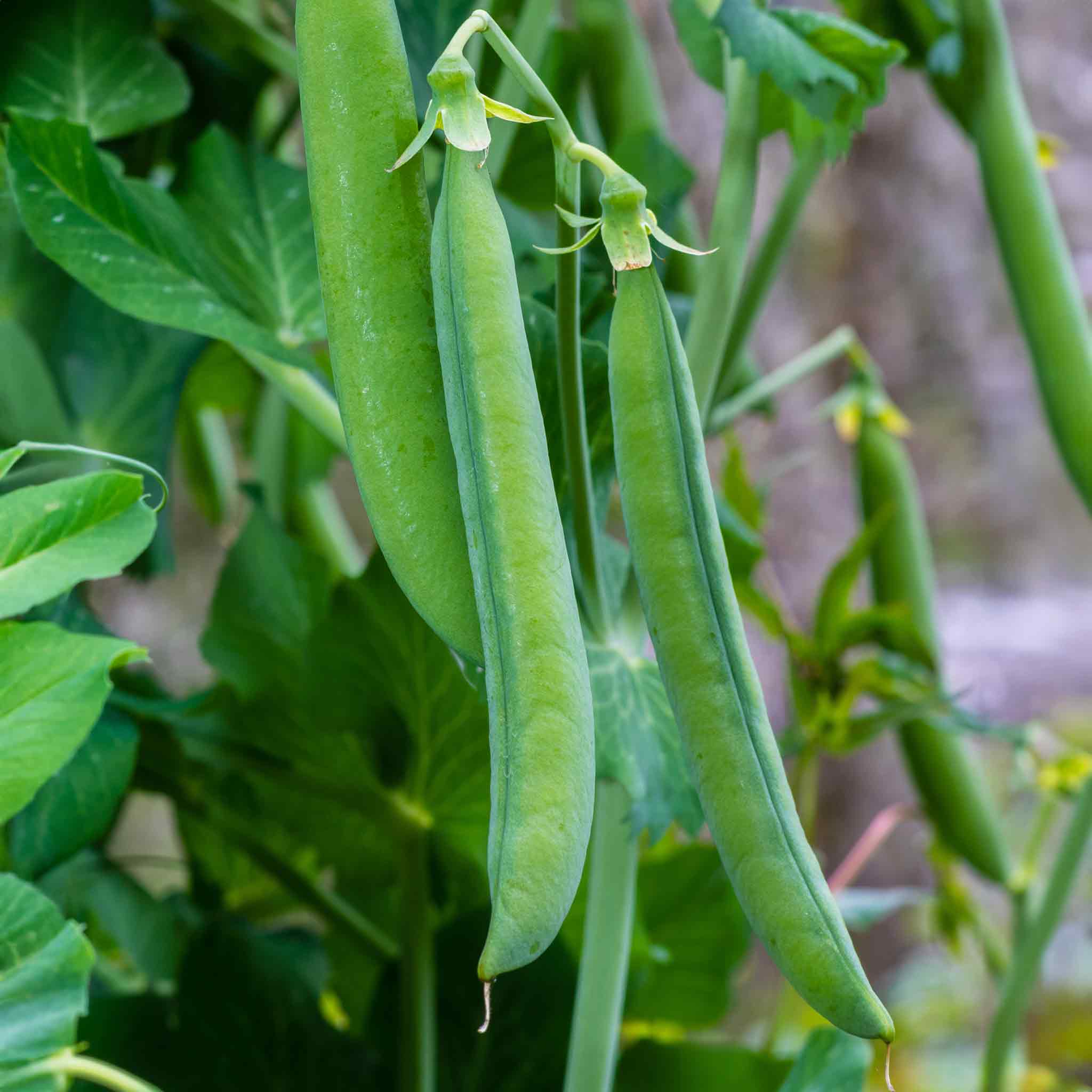 Pea Seeds 'Hurst Green Shaft' | Buy Pea Seeds Online | Pea Seeds for ...