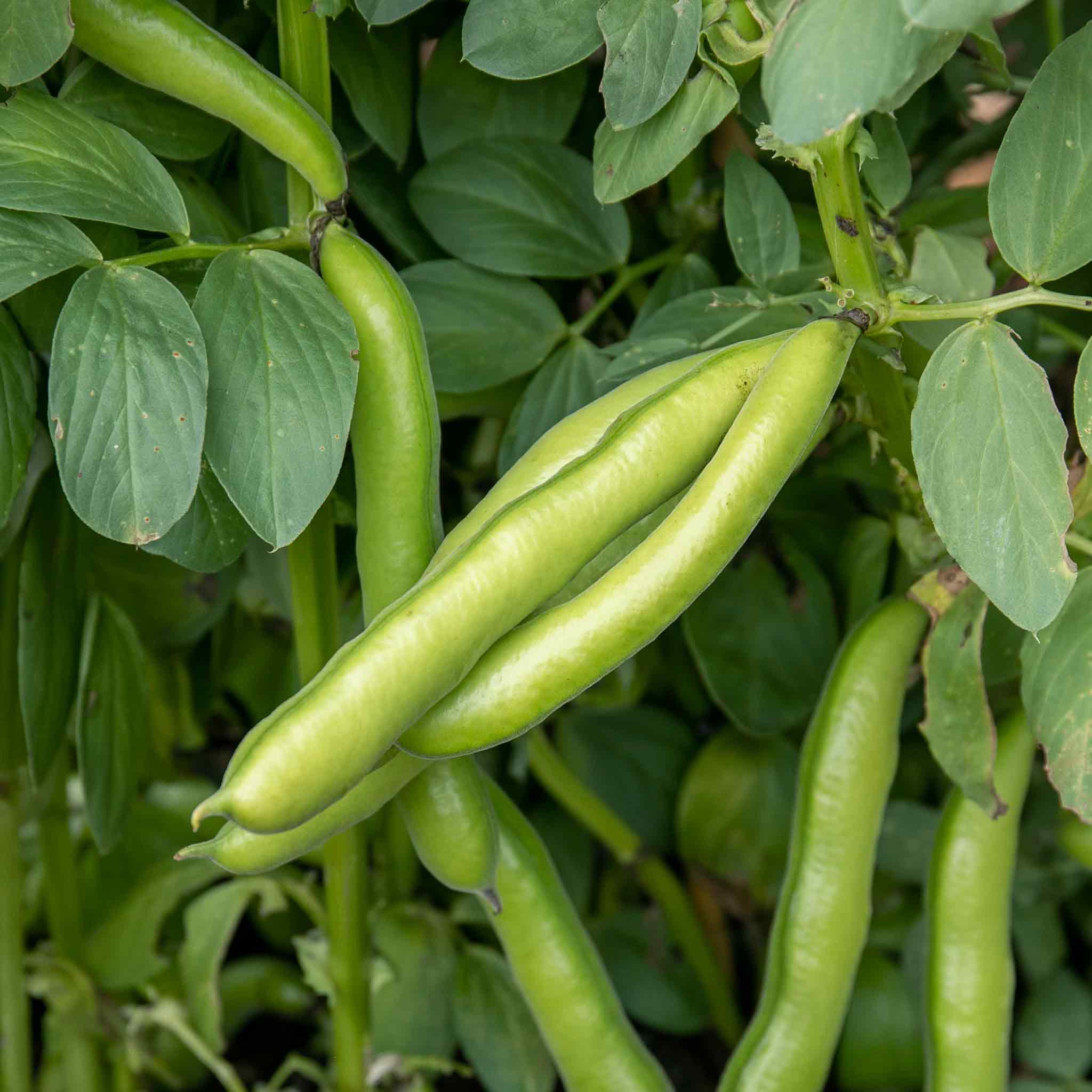 Broad Bean Seeds 'De Monica' | Marshalls Garden